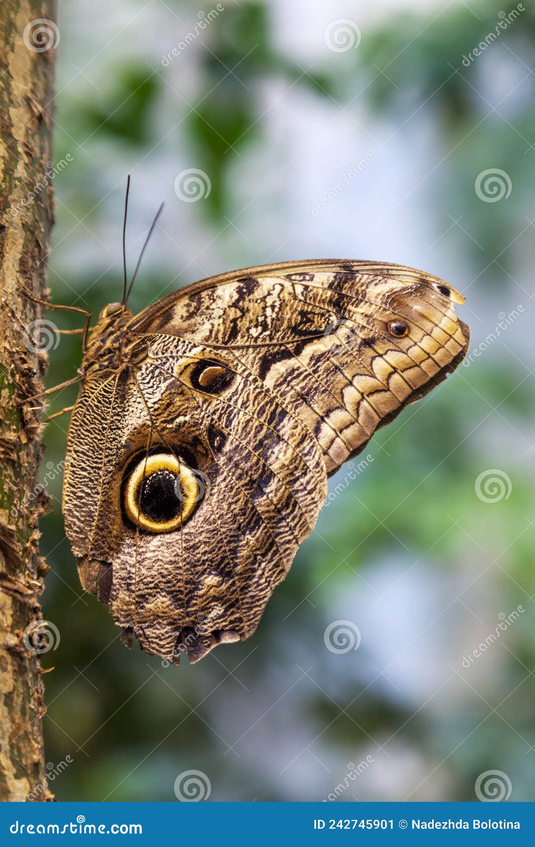 Caligo Eurilochus Butterfly on a Tree Trunk Stock Image - Image of ...