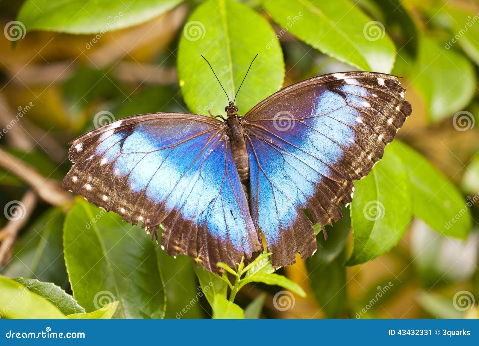 Caligo eurilochus stock image. Image of leaf, nature - 43432331