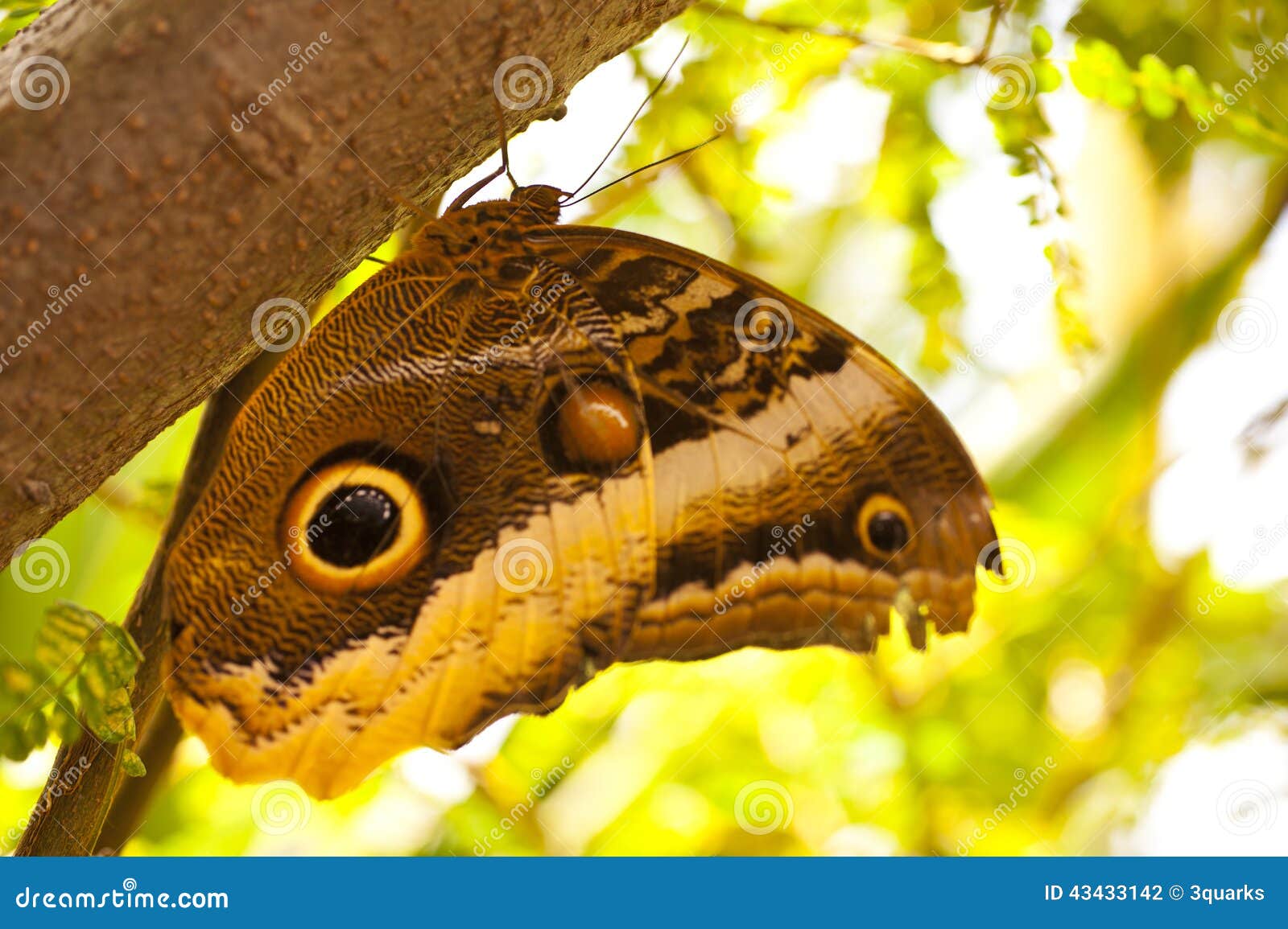 Caligo eurilochus stock photo. Image of butterflies, bloom - 43433142