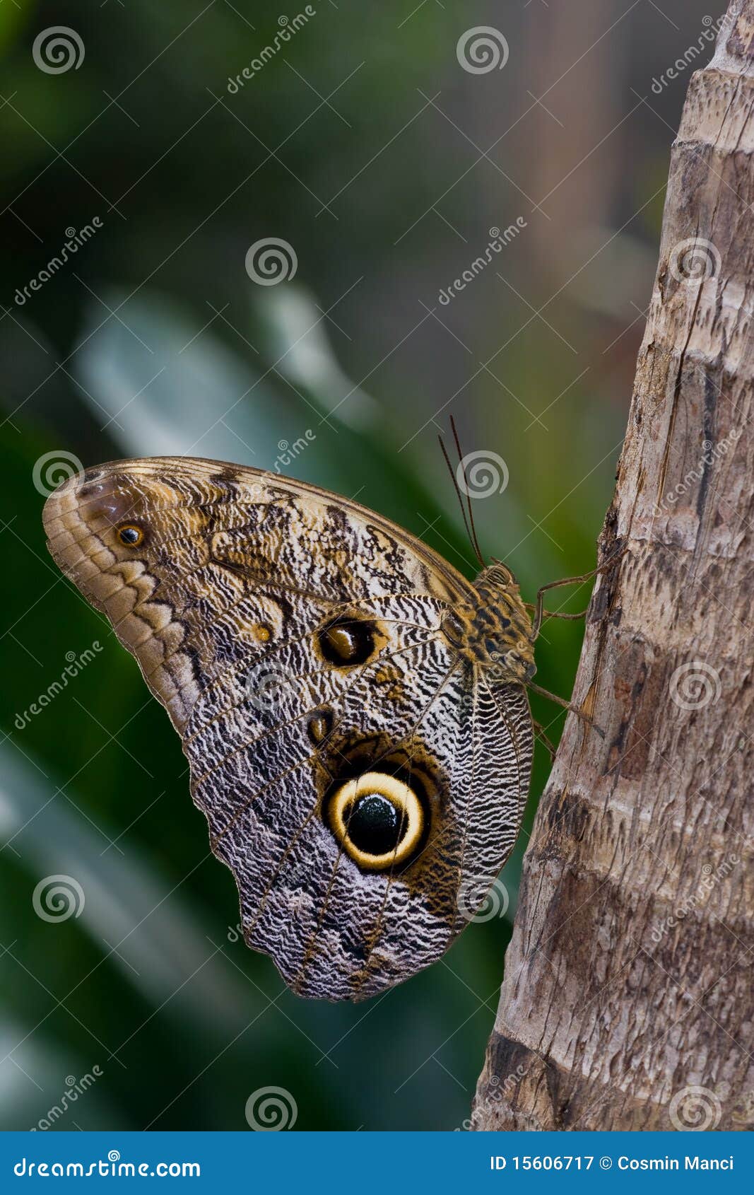 Caligo Memnon Mating Royalty-Free Stock Photo | CartoonDealer.com #58587783