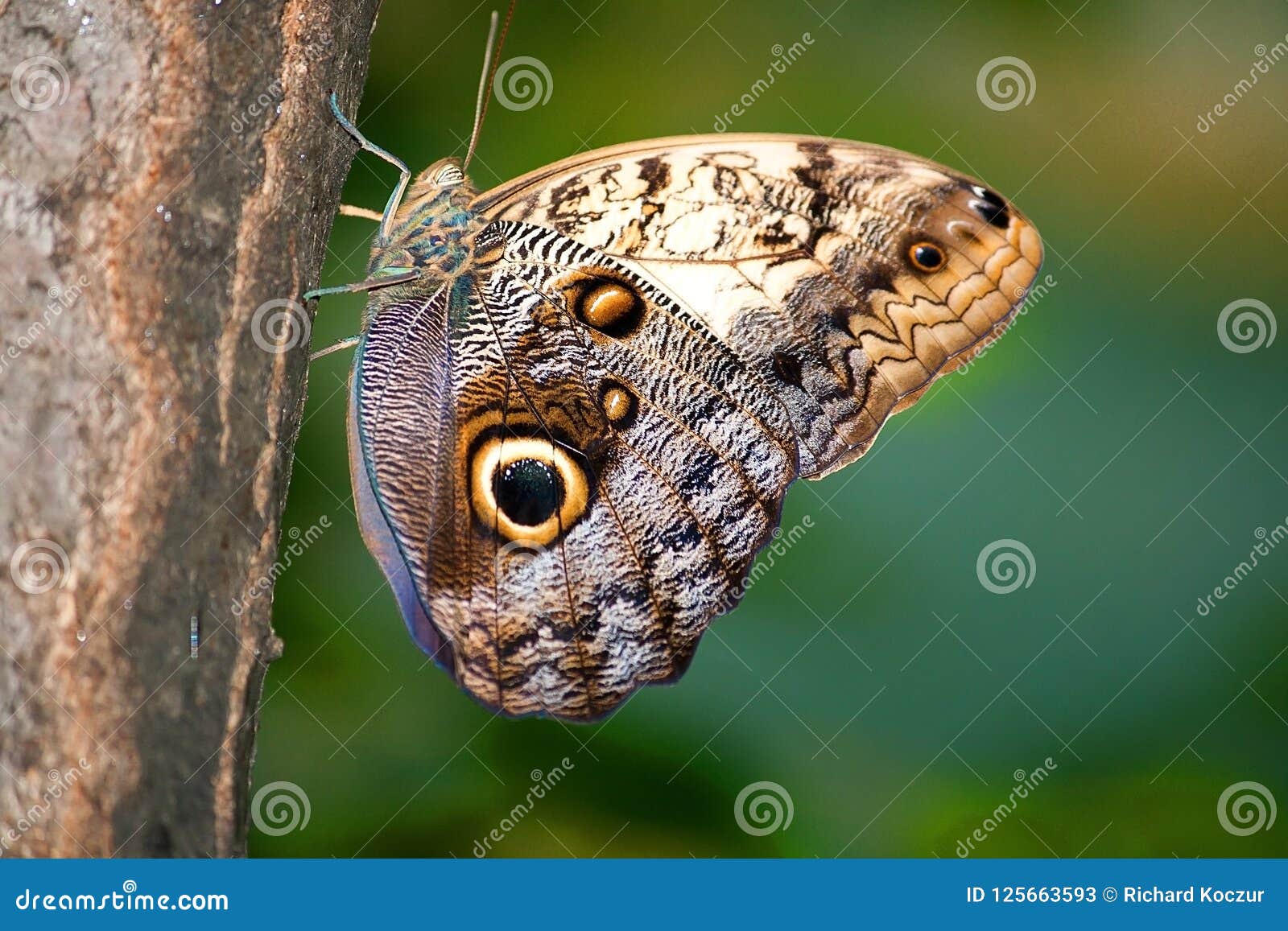 Caligo Memnon The Giant Owl Stock Photography | CartoonDealer.com ...