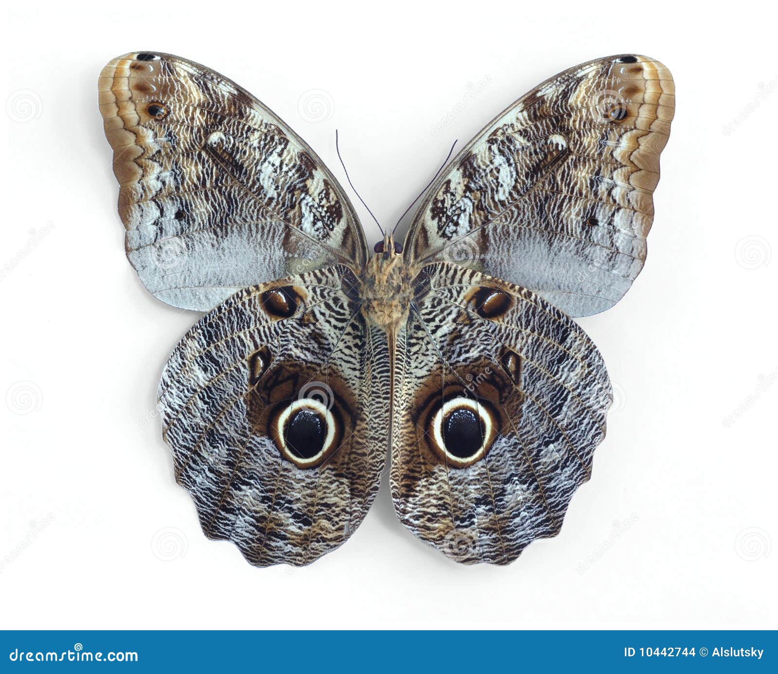 Caligo Memnon Mating Royalty-Free Stock Photo | CartoonDealer.com #58587783