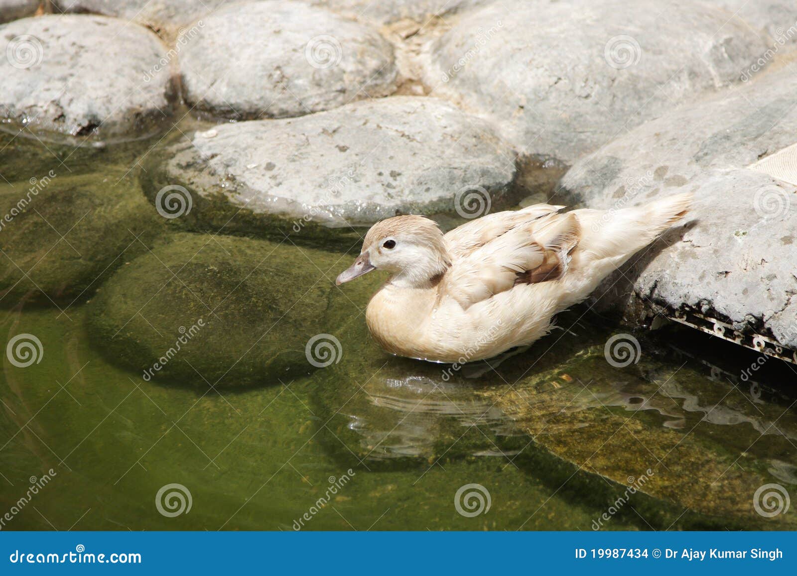 A Call duck stock photo. Image of beak, animalia, chordata - 19987434