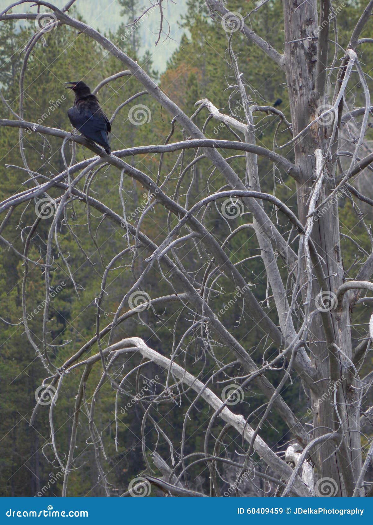 Call of the Raven stock image. Image of outdoors, birds - 60409459