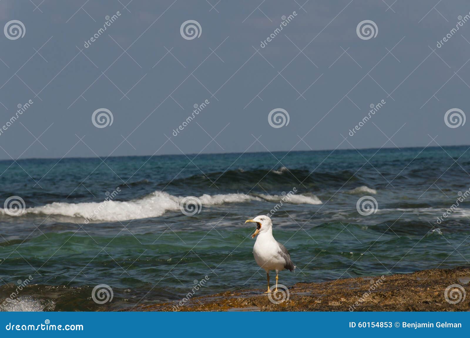 Call seagull stock image. Image of beak, wide, tongue - 60154853
