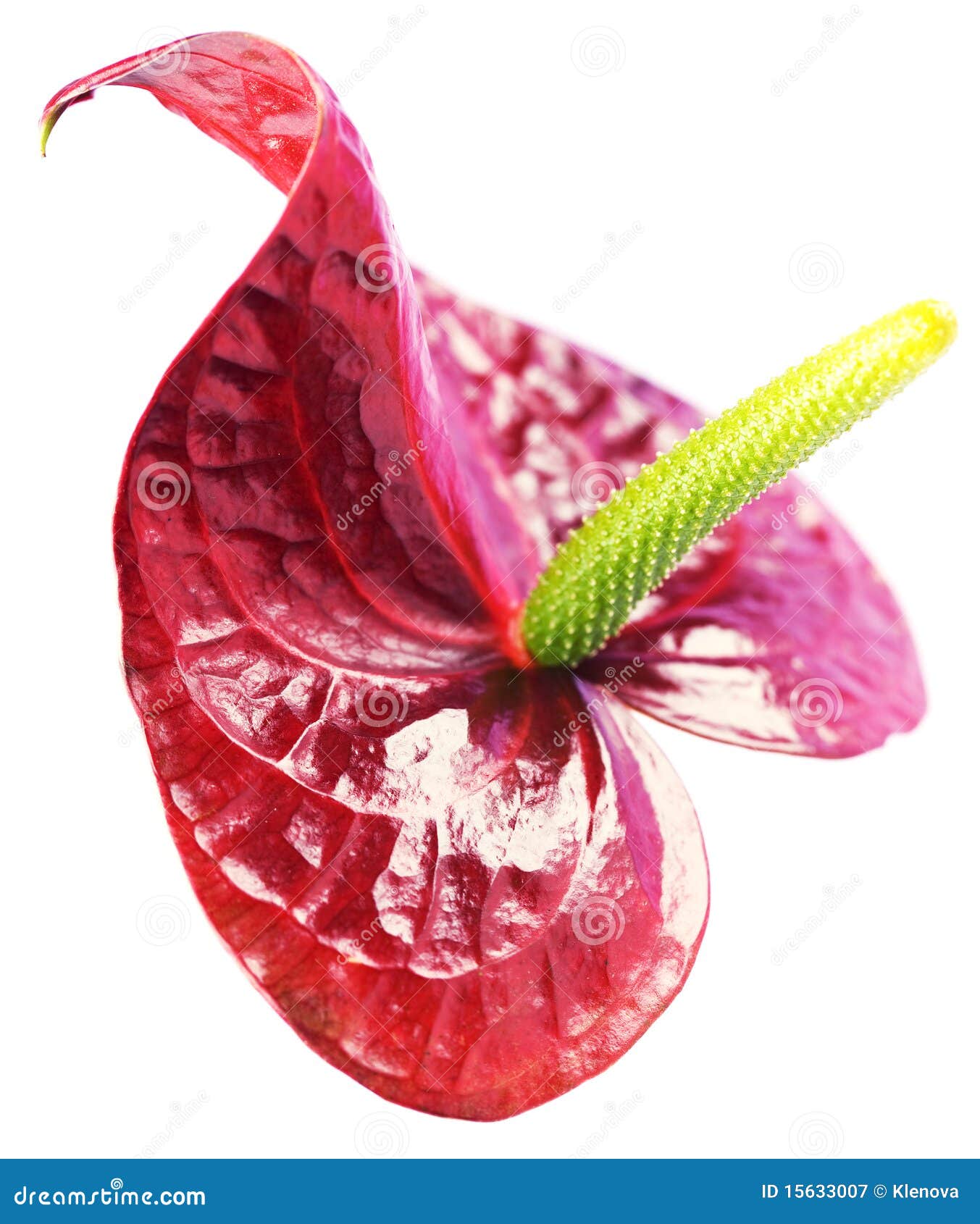 Calla stock image. Image of blooming, macro, blossom - 15633007