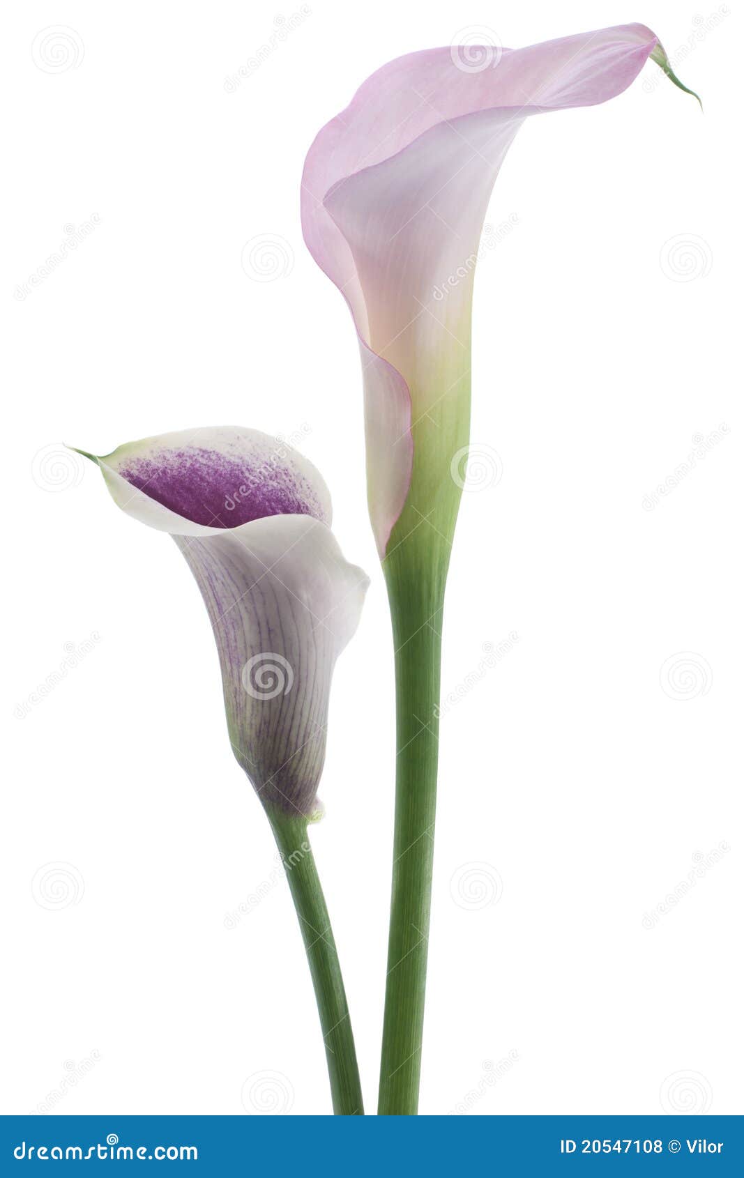 Calla stock photo. Image of plant, head, blossom, studio - 20547108