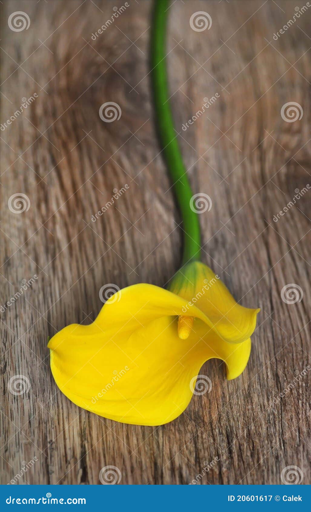 The calla stock image. Image of natural, bloom, botanical - 20601617