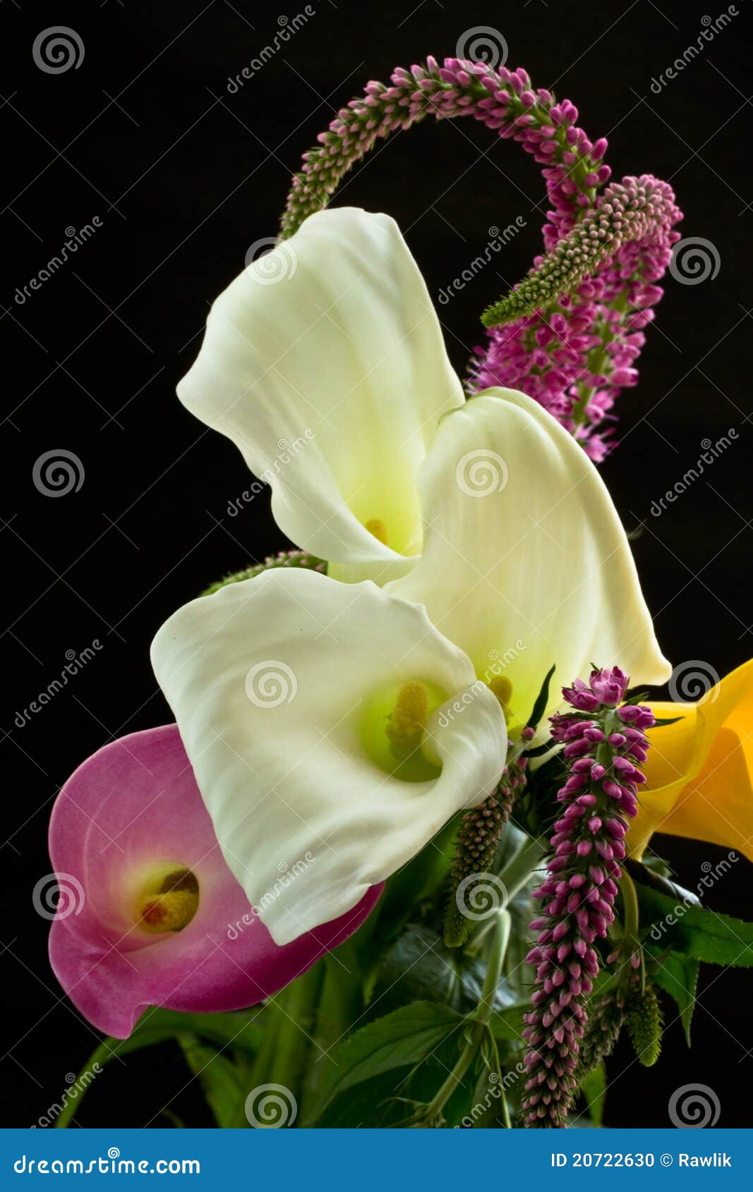 Calla stock photo. Image of flora, flower, closeup, flowers - 20722630
