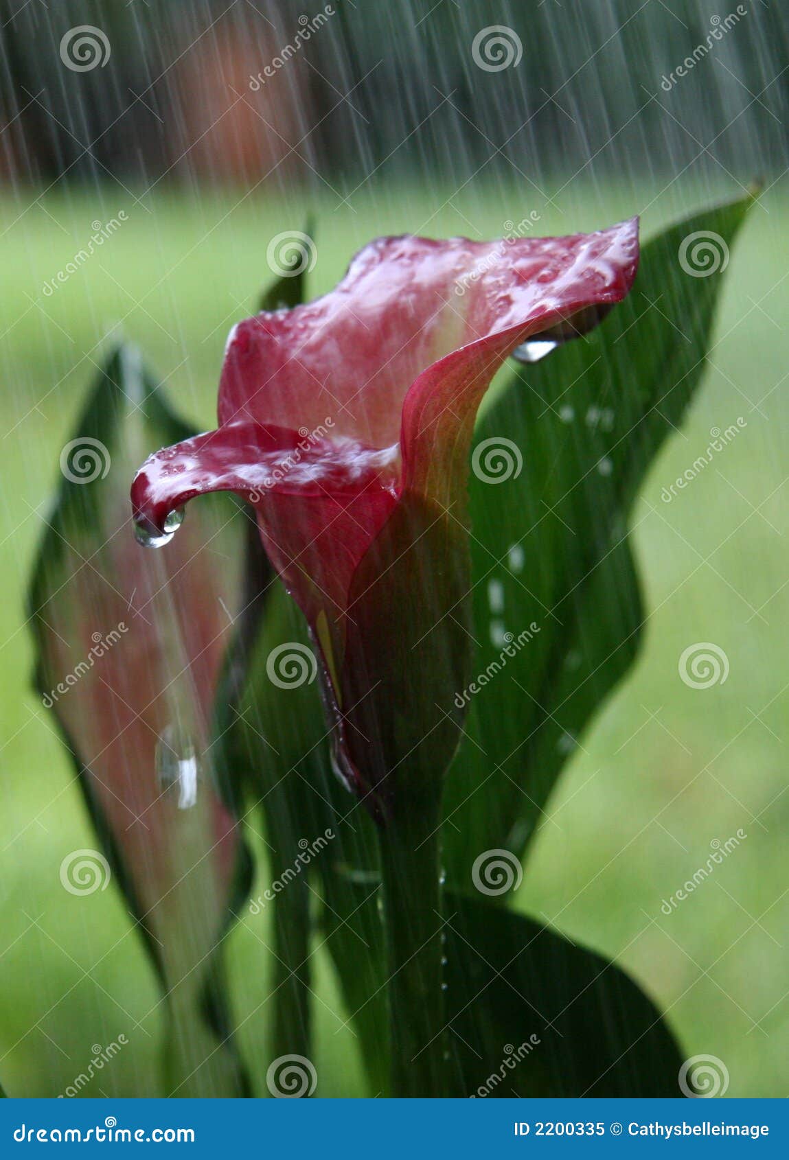 Calla stock image. Image of pink, spring, easter, season - 2200335
