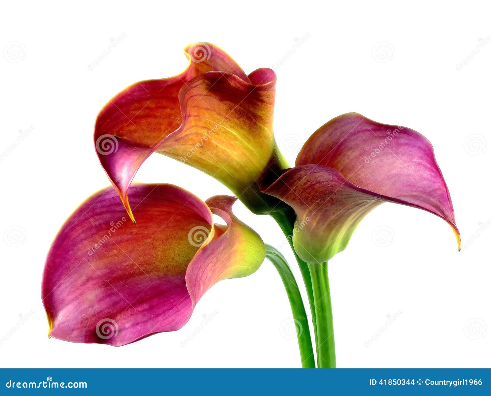 Calla stockfoto. Bild von pflanzen, strukturen, calla - 41850344