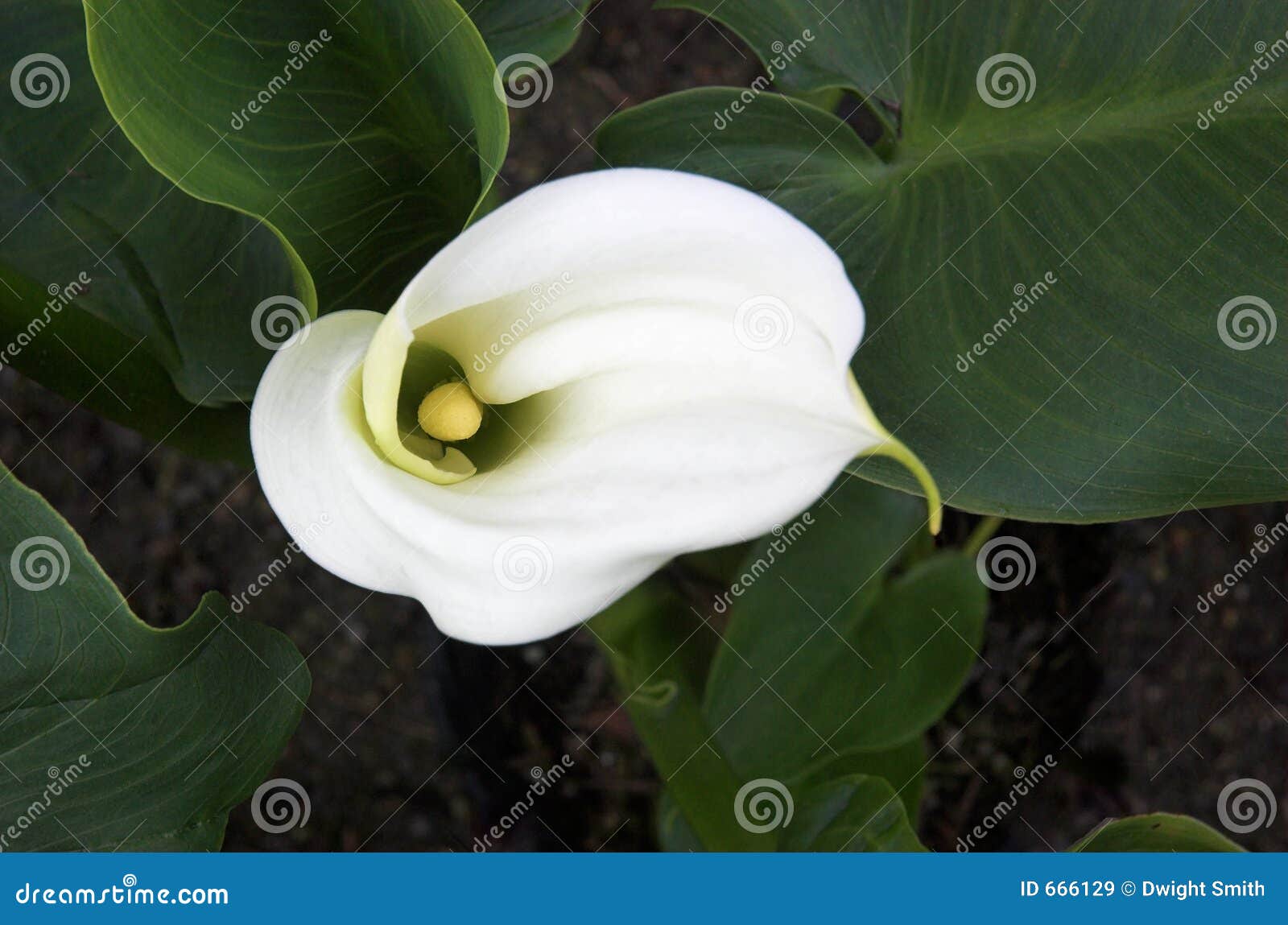 Calla stock image. Image of garden, flower, curve, botanical - 666129