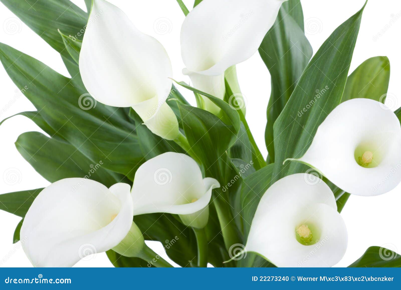 Calla bianco fotografia stock. Immagine di foglio, pianta - 22273240