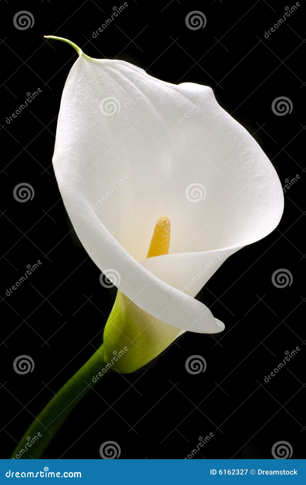 Calla bianco immagine stock. Immagine di nave, fioritura - 6162327