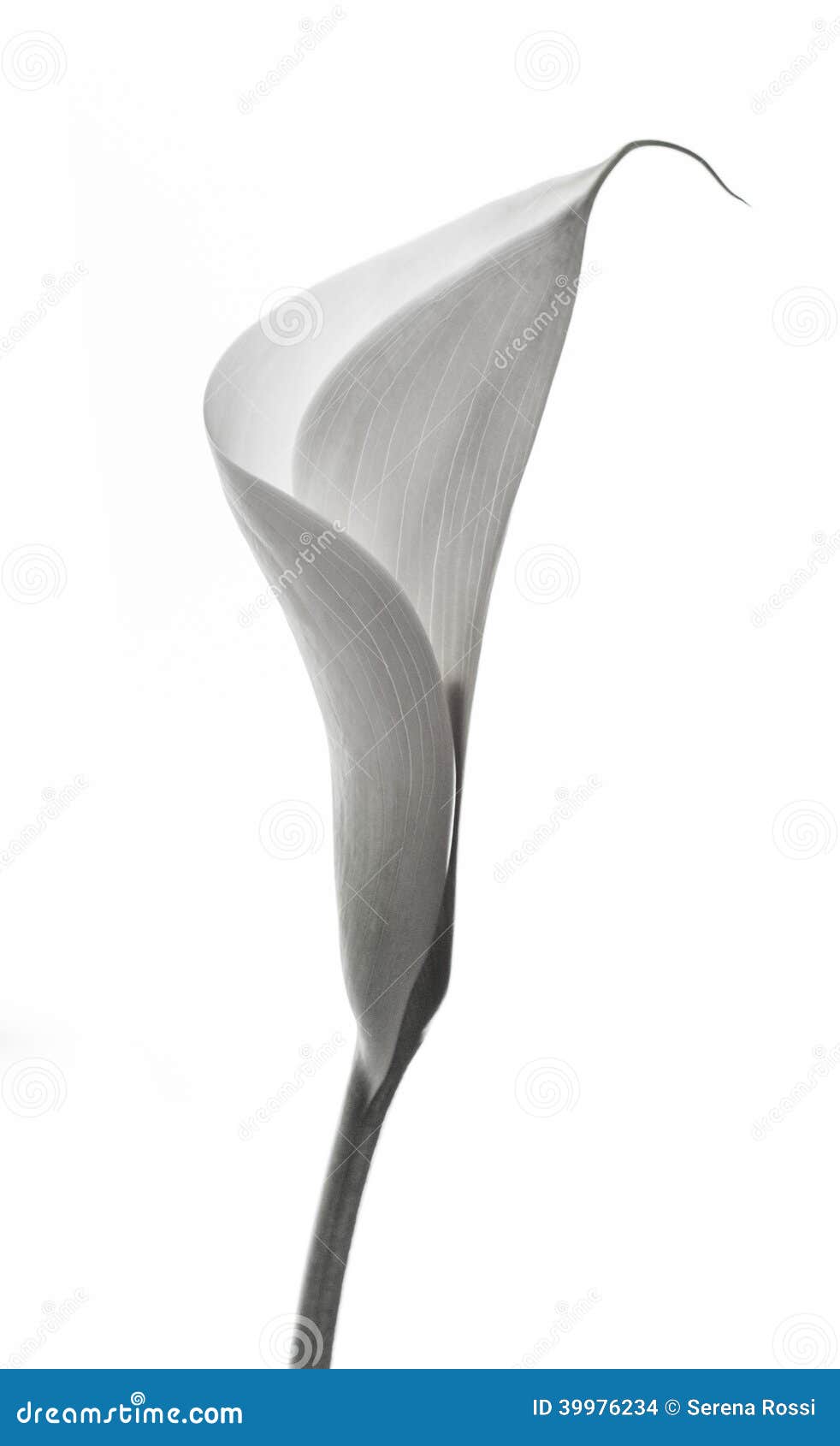Calla in bianco e nero fotografia stock. Immagine di comunione - 39976234