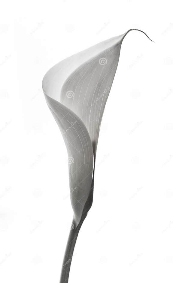 Calla in bianco e nero fotografia stock. Immagine di comunione - 39976234