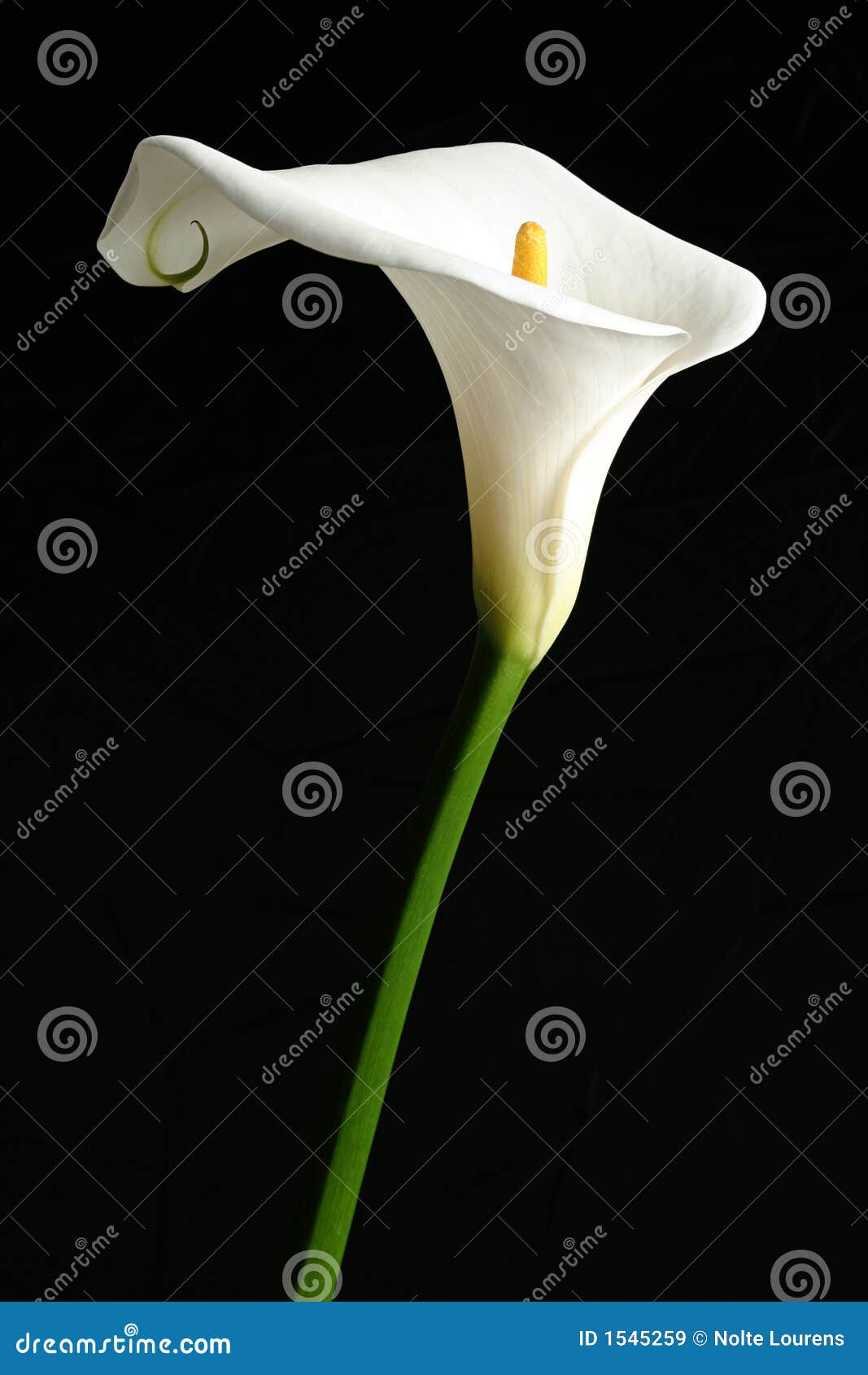 Calla bianco lilly immagine stock. Immagine di verde, macro - 1545259