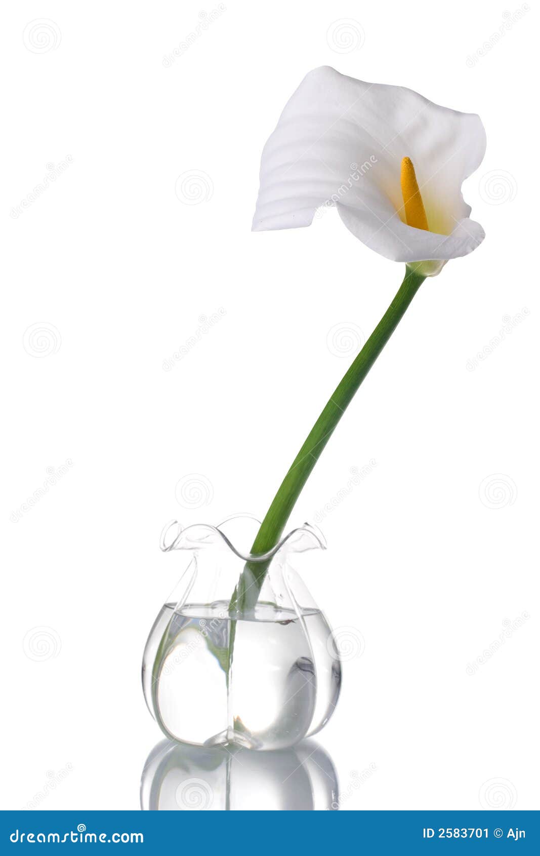 Calla bianco Lilly immagine stock. Immagine di flora, regalo - 2583701