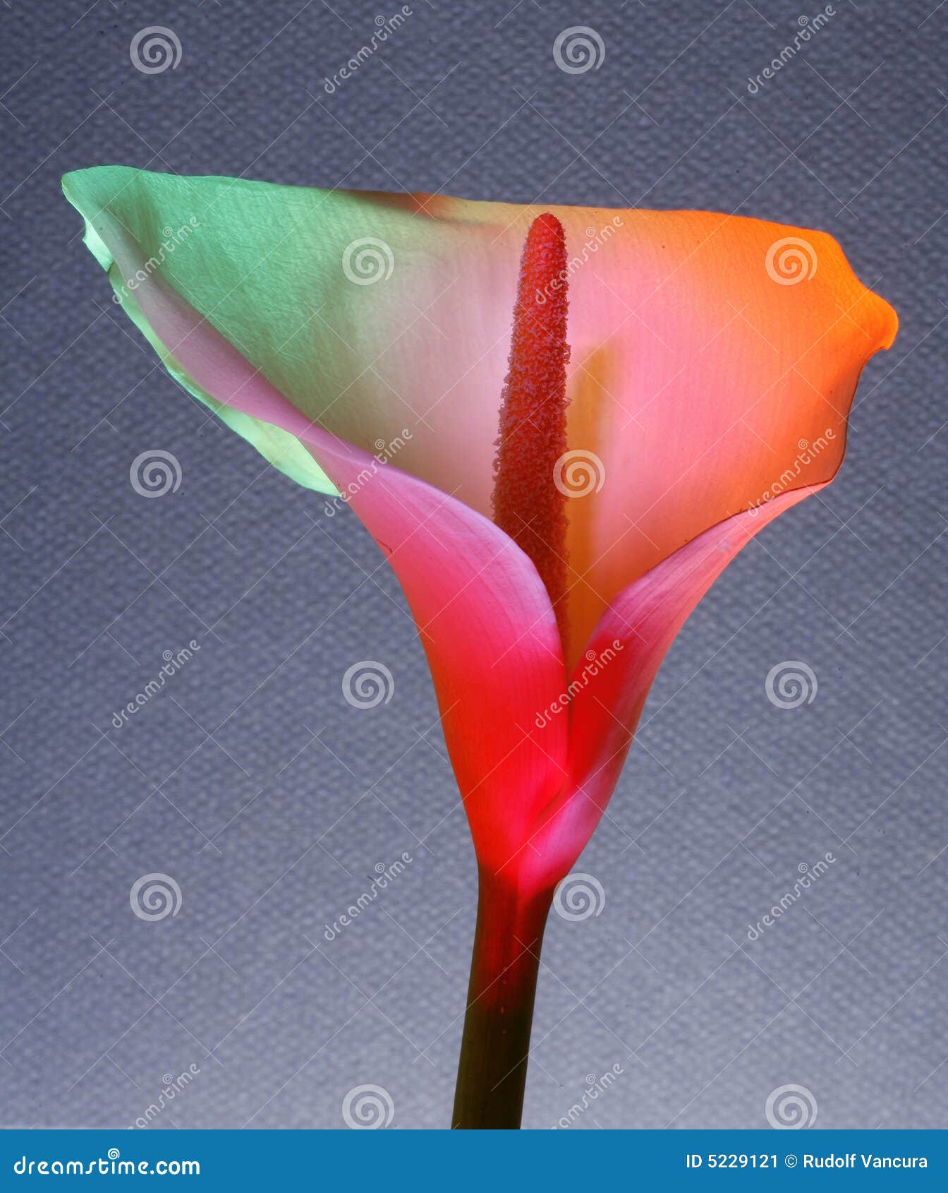 Calla-Blumen-Nahaufnahme stockbild. Bild von stamm, orange - 5229121
