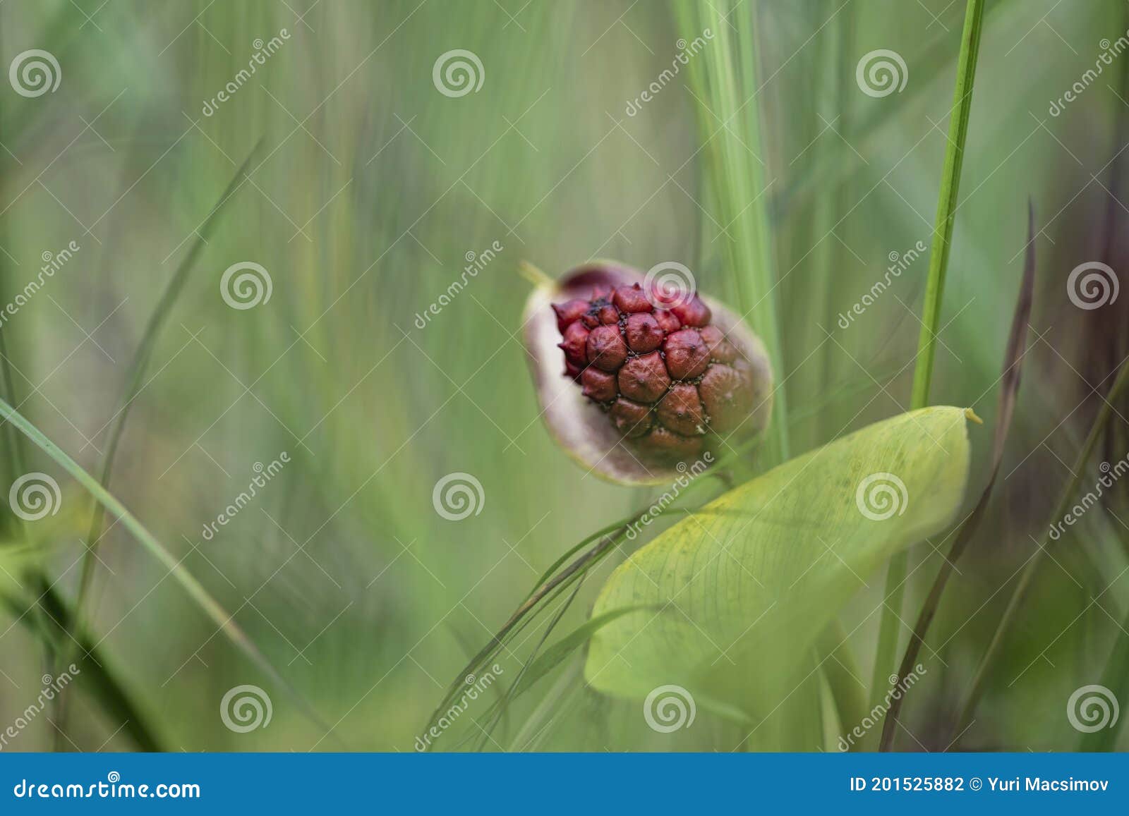 Calla Bog Arum, Marsh Calla, Wild Calla, Squaw Claw, and Water-arum ...