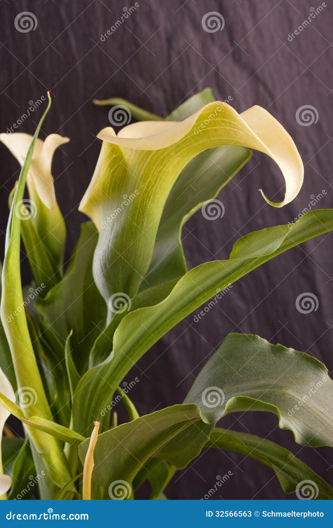 Calla Flower with Green Leafs Stock Image - Image of arum, plant: 32566563