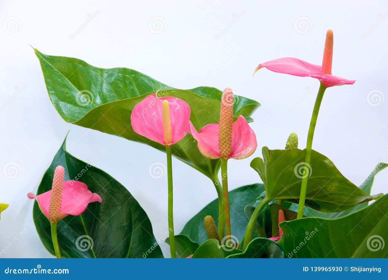 Calla flowers stock photo. Image of callas, petal, flower - 139965930