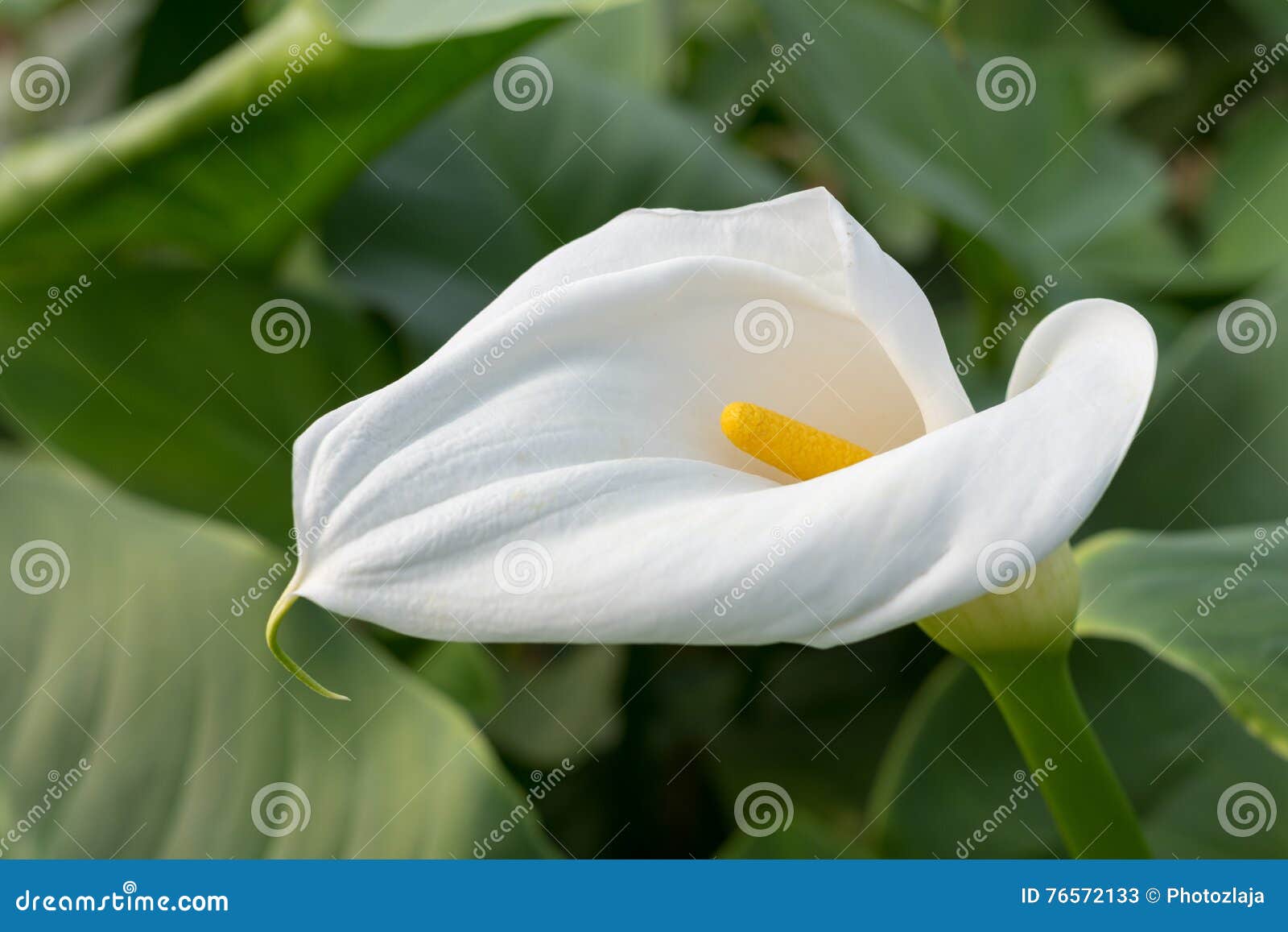Calla Flowers Production in the Greenhouse Stock Image - Image of hose ...