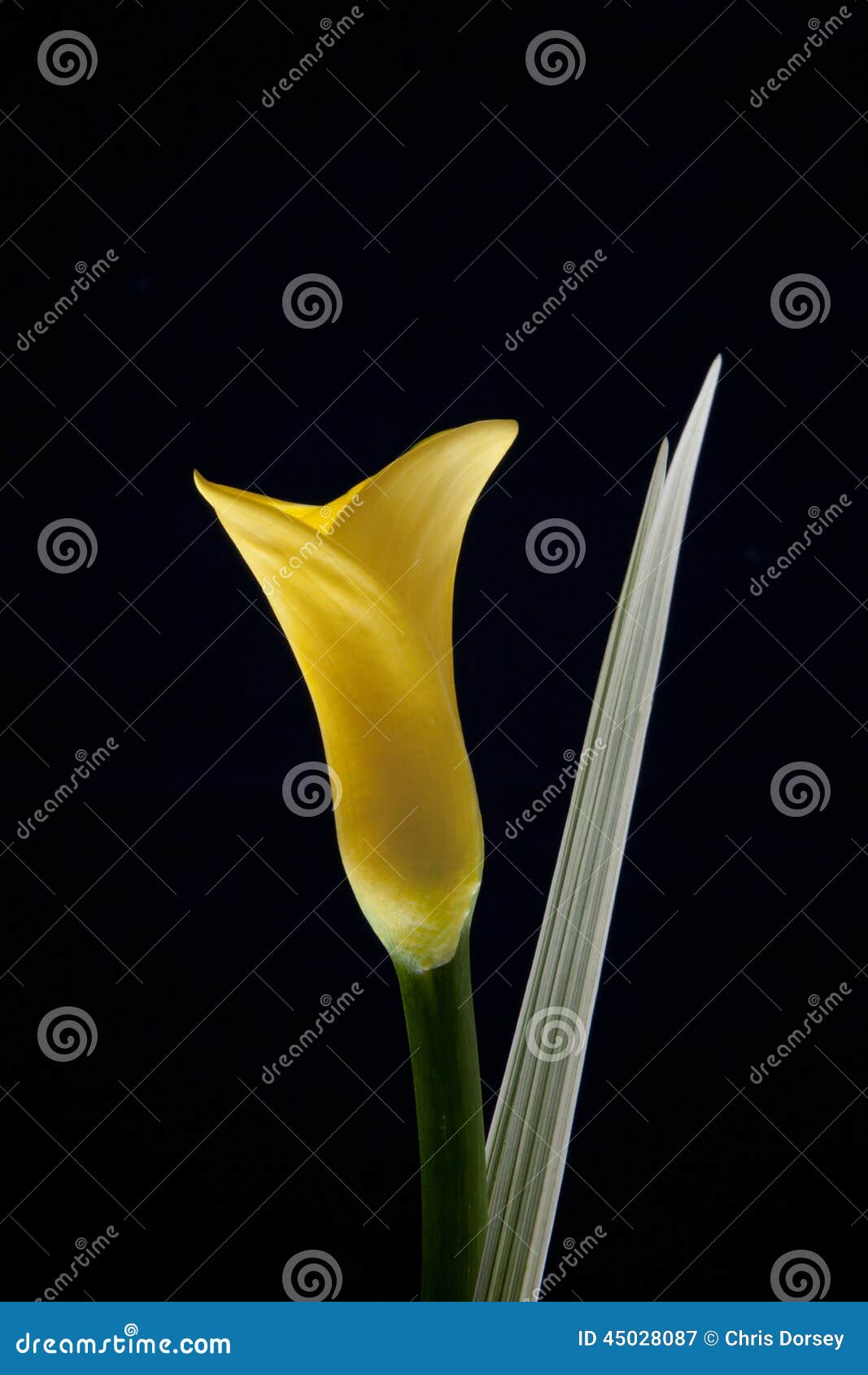 Calla gialla immagine stock. Immagine di timore, passione - 45028087