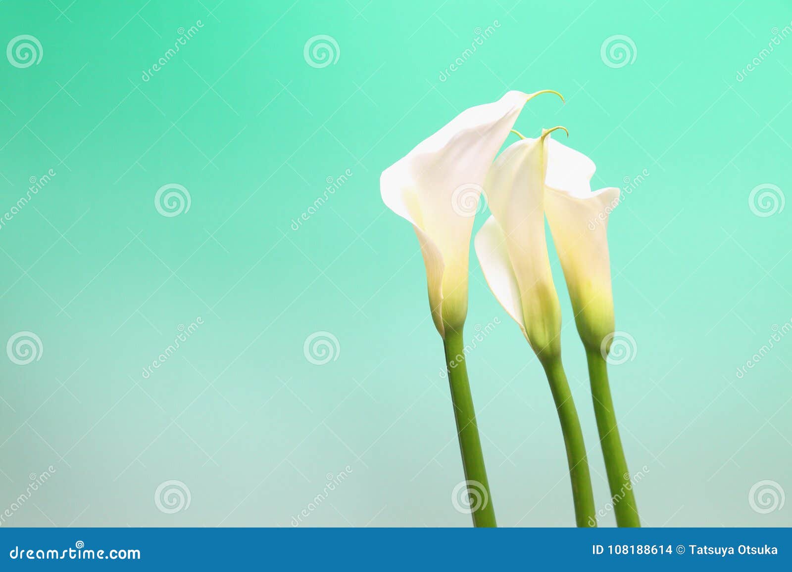 Calla in a green Gradation stock photo. Image of green - 108188614