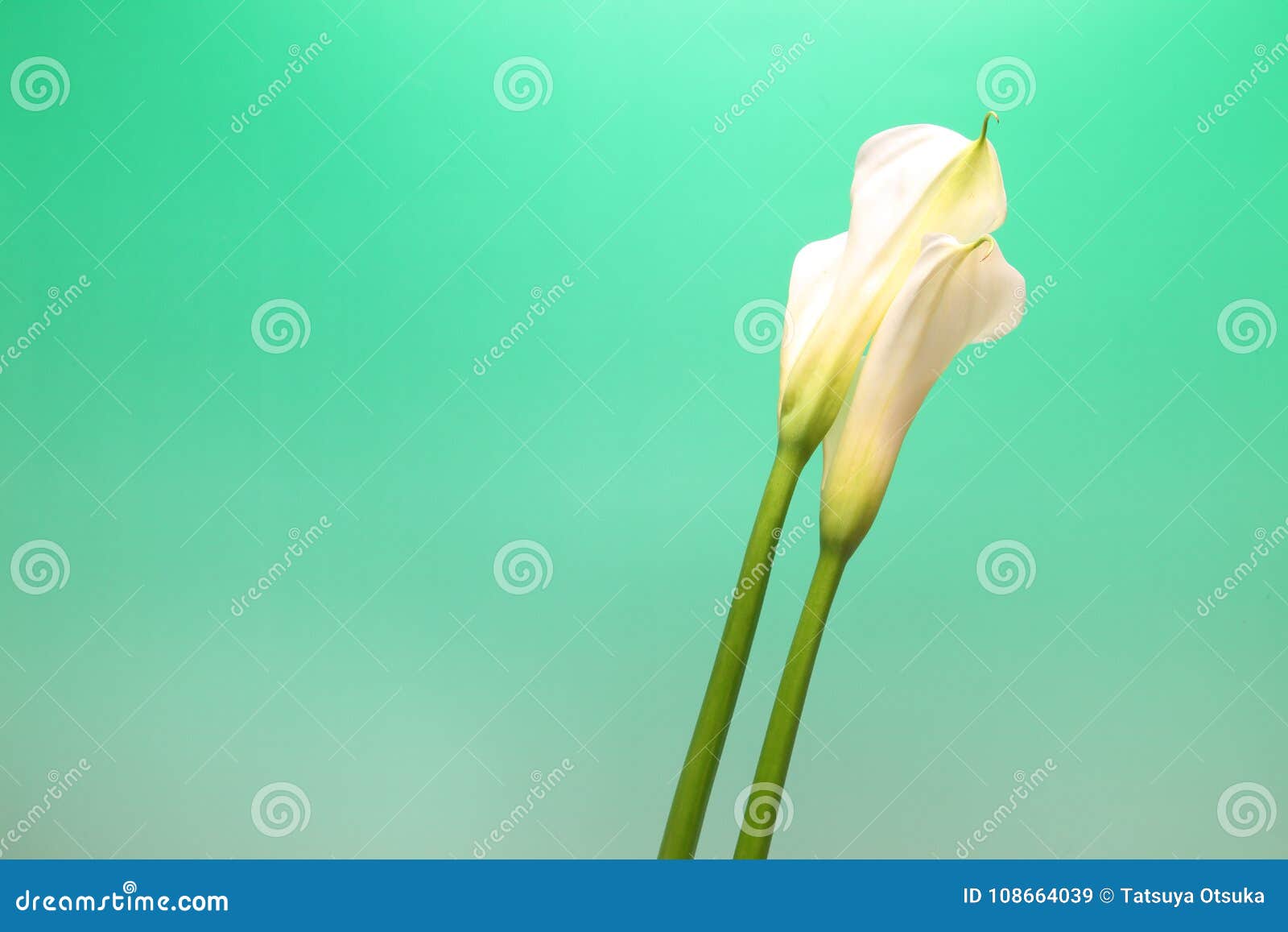 Calla in a green Gradation stock image. Image of bouquet - 108664039