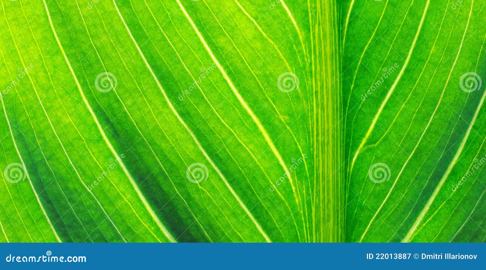 Calla leaf stock image. Image of botany, green, aethiopica - 22013887