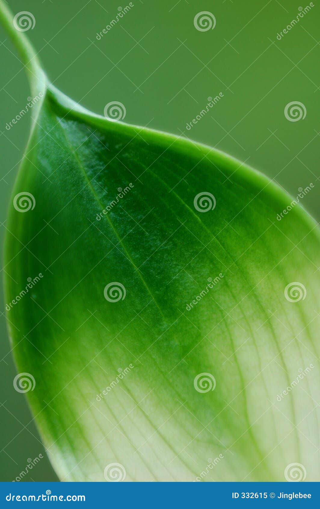 Calla Leaf stock image. Image of white, misty, alive, background - 332615