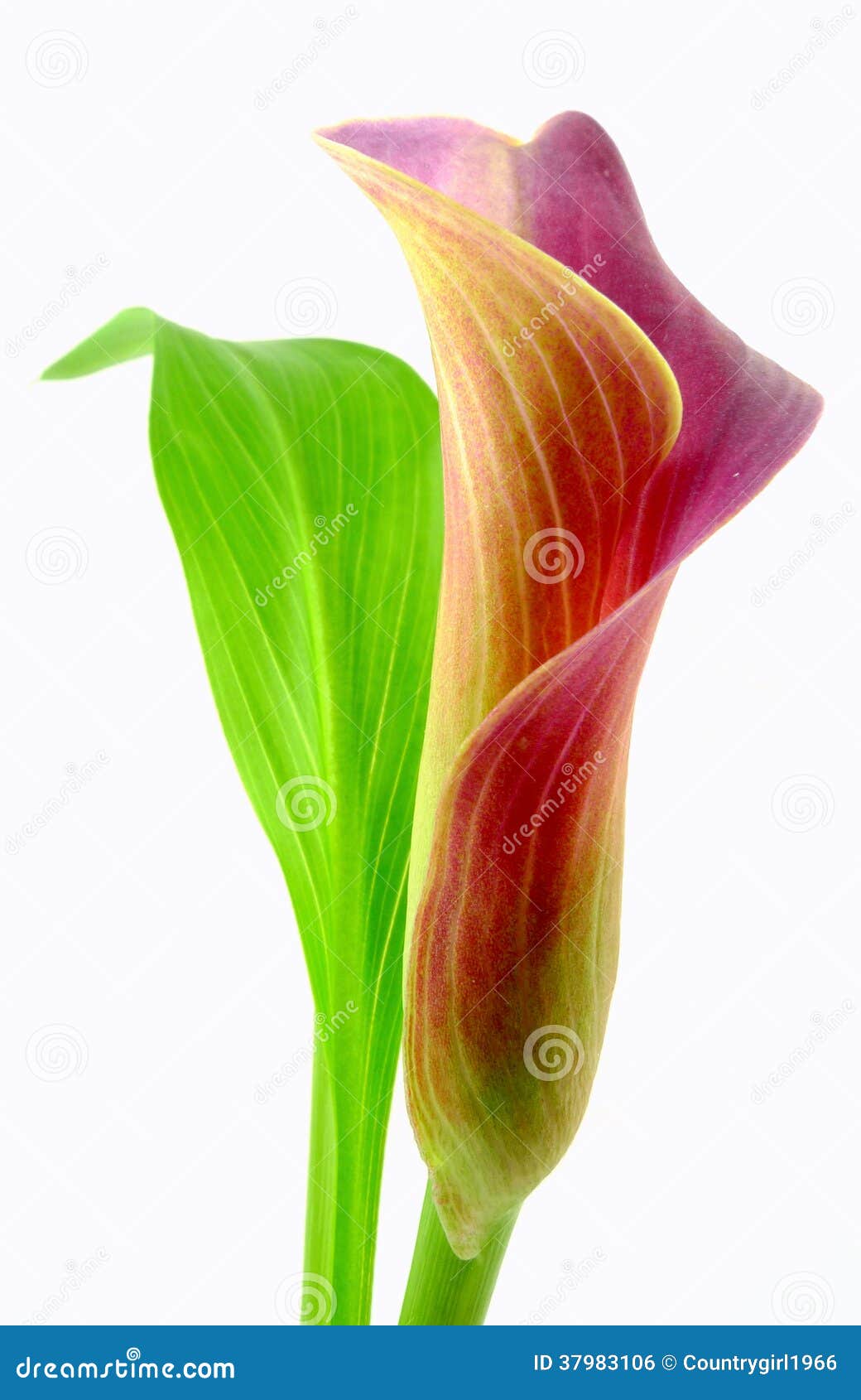 Calla with leaf stock photo. Image of calla, green, environment - 37983106