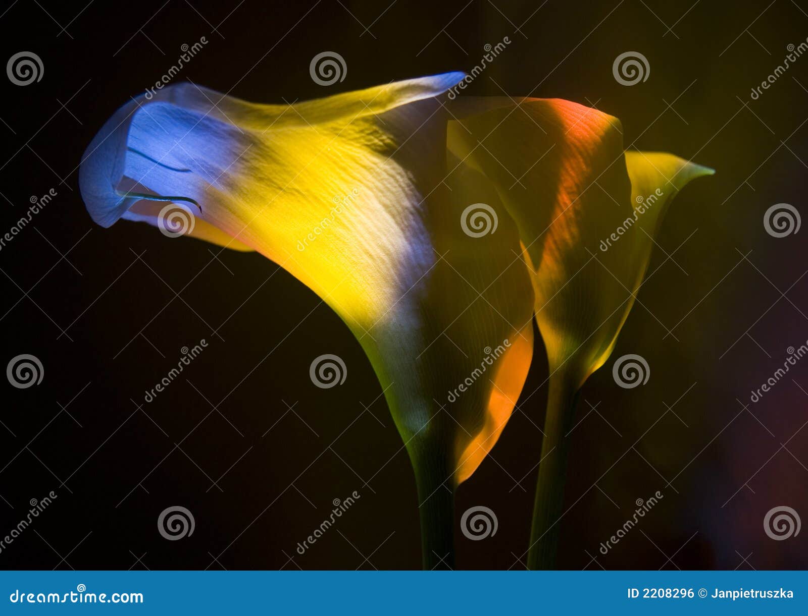 Calla lelie stock foto. Image of flora, aronskelk, kleurrijk - 2208296