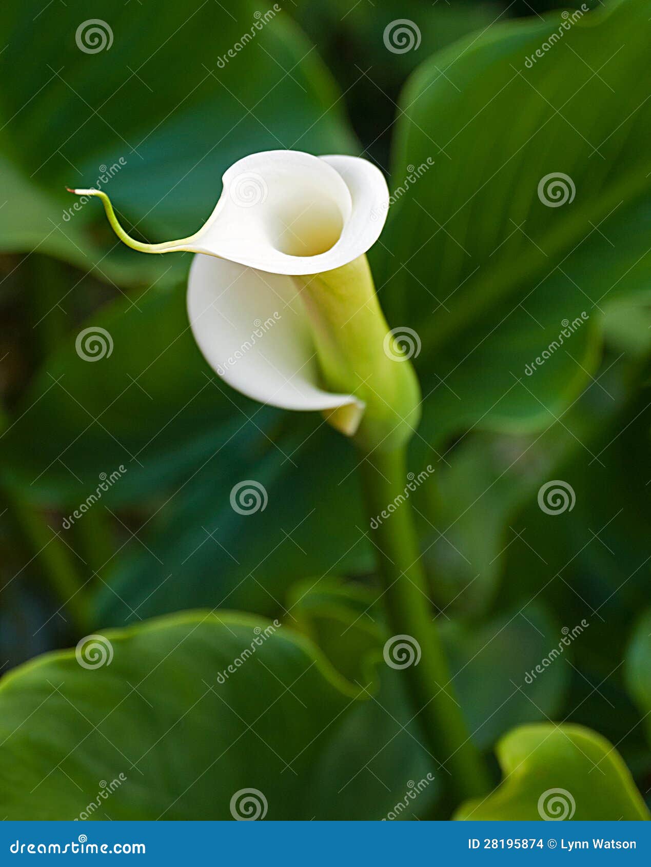 Calla lelie stock foto. Image of flora, spiraal, eenvoud - 28195874