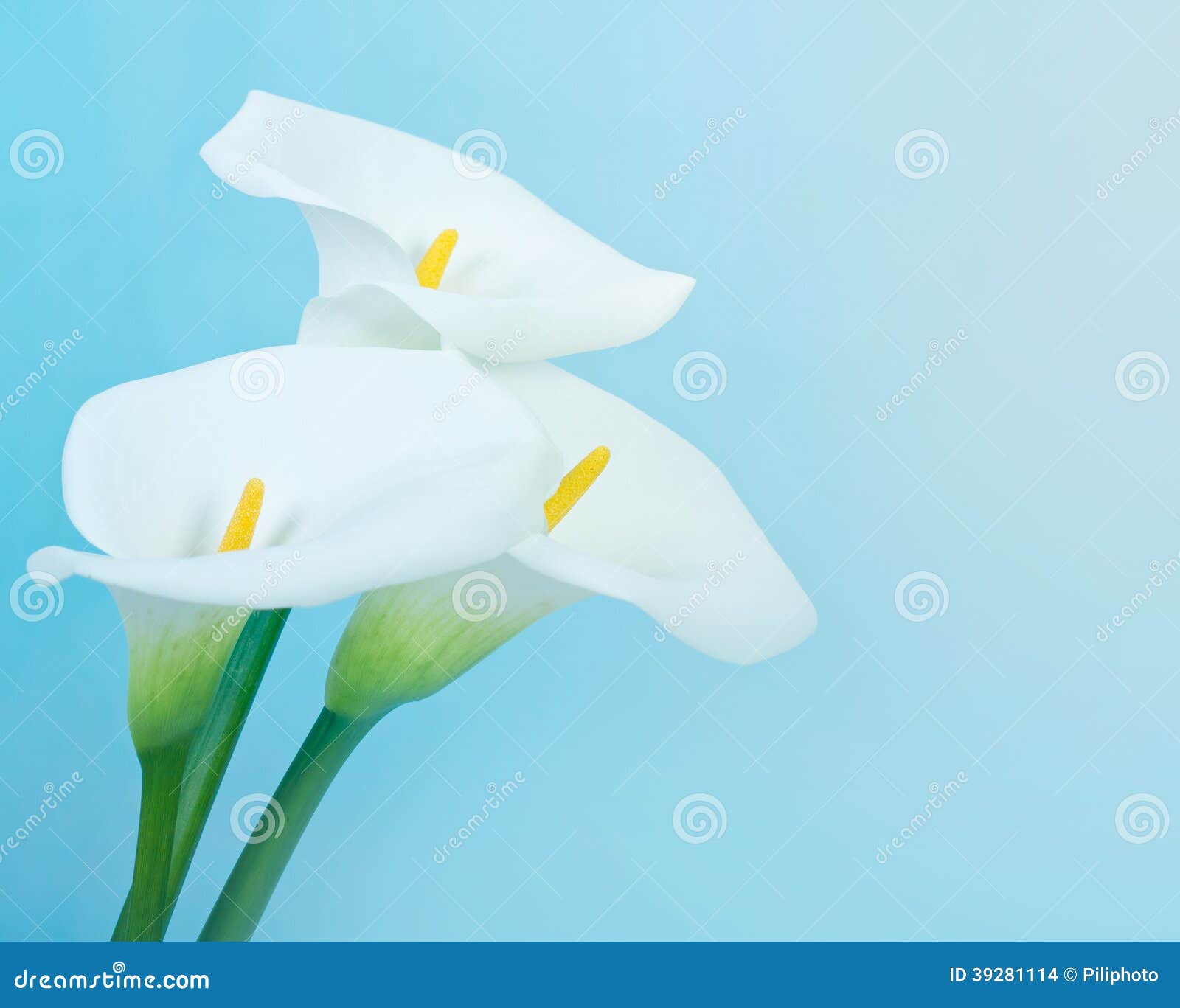 Calla Lelie stock foto. Image of macro, hoofd, installatie - 39281114