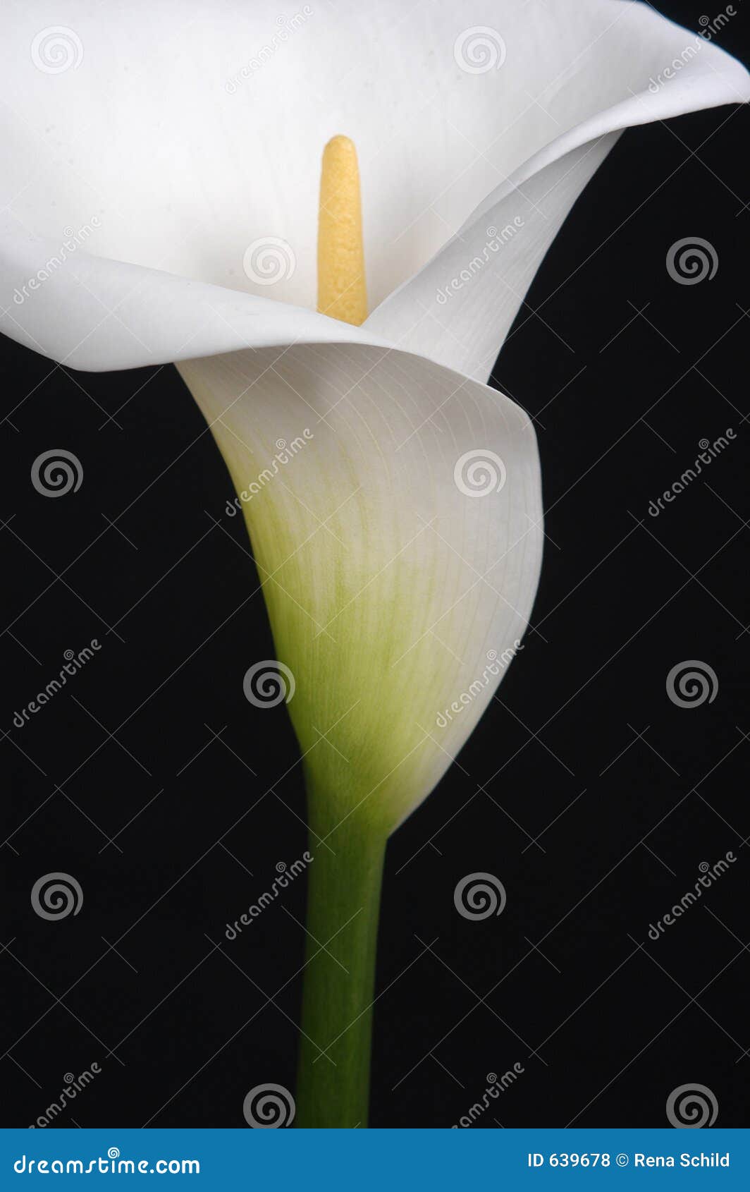 Calla Lelie stock foto. Image of bloem, tuinbouw, stam - 639678