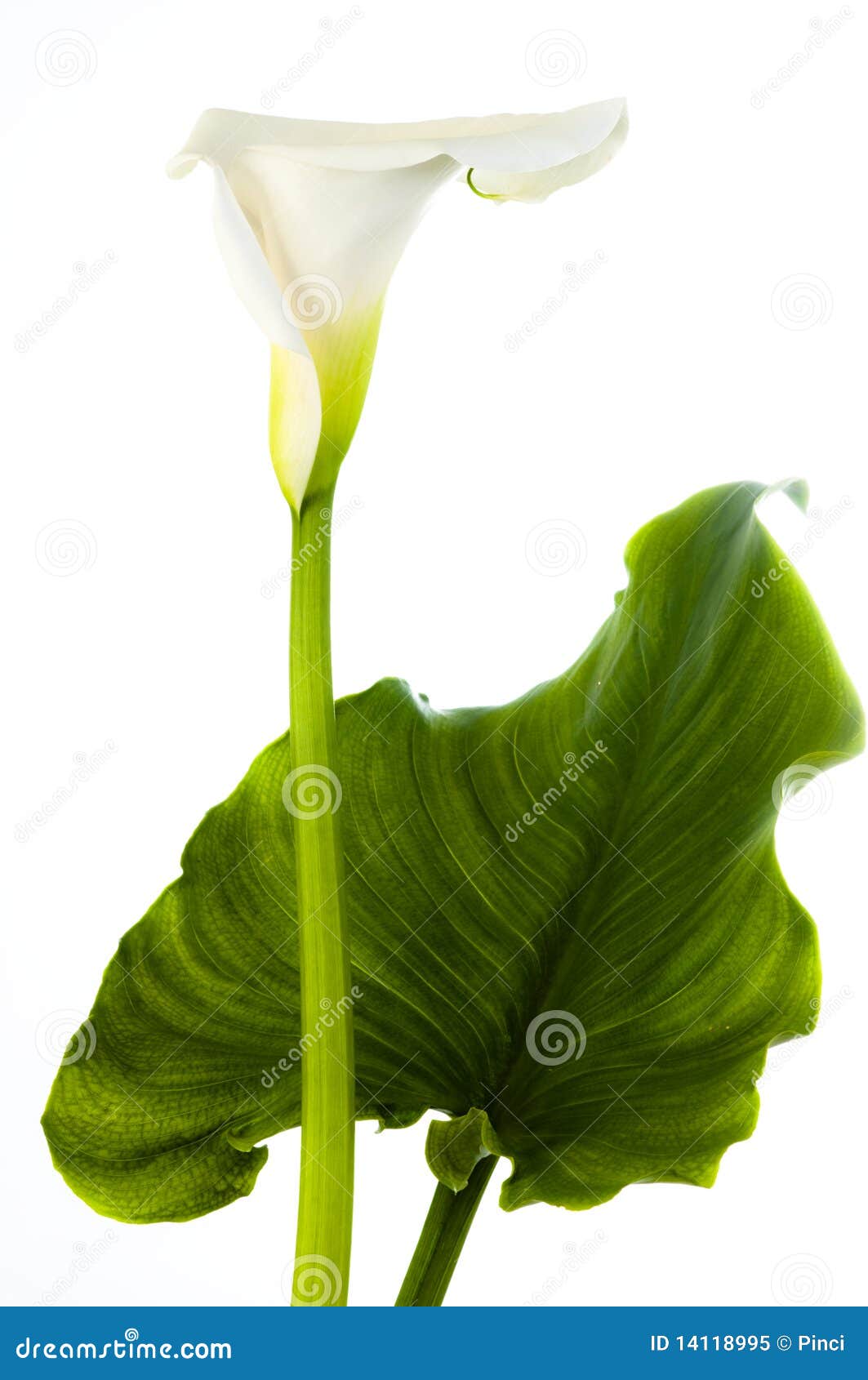 Calla lelie met groot blad stock afbeelding. Image of groot - 14118995
