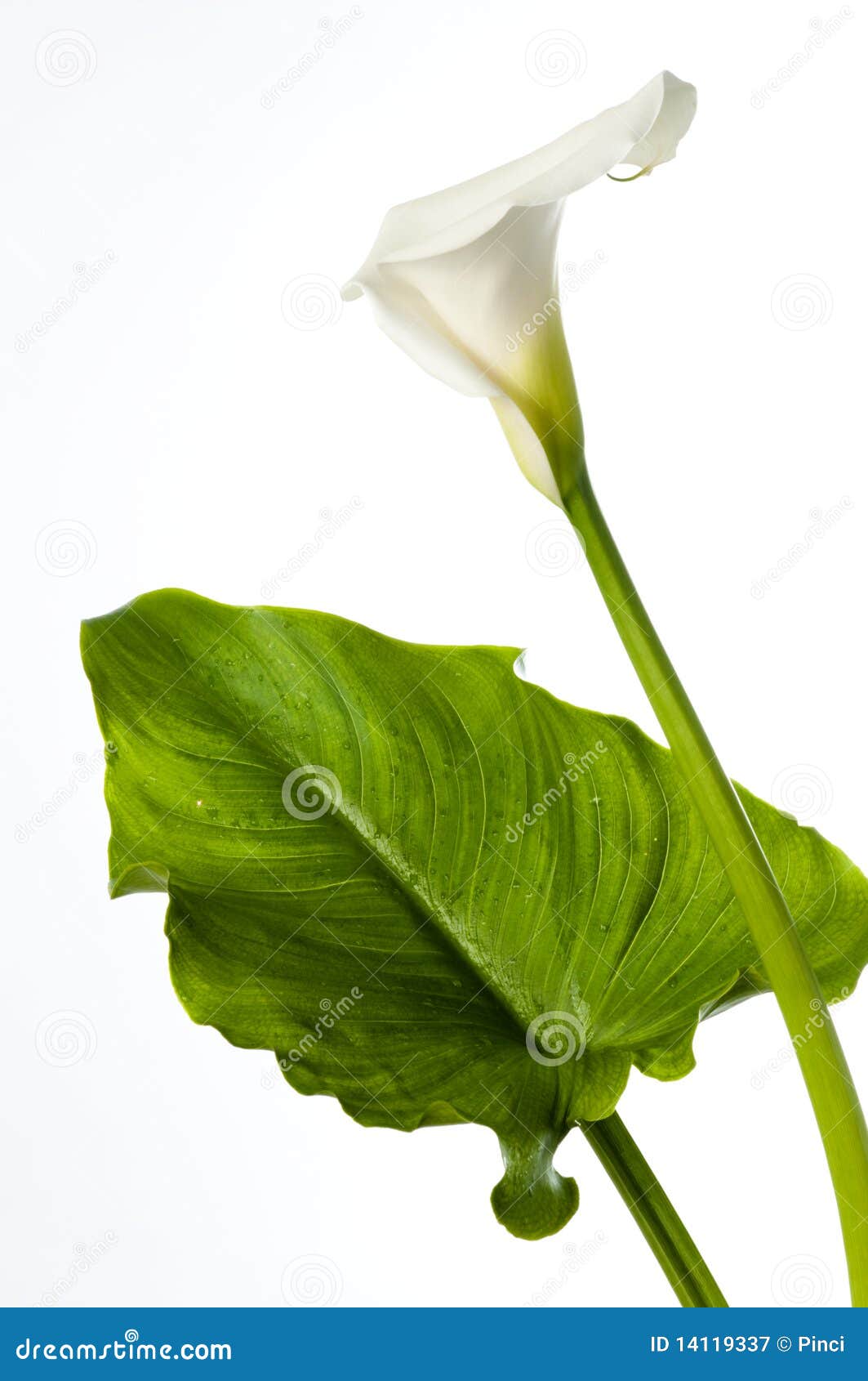 Calla lelie met groot blad stock afbeelding. Image of flora - 14119337