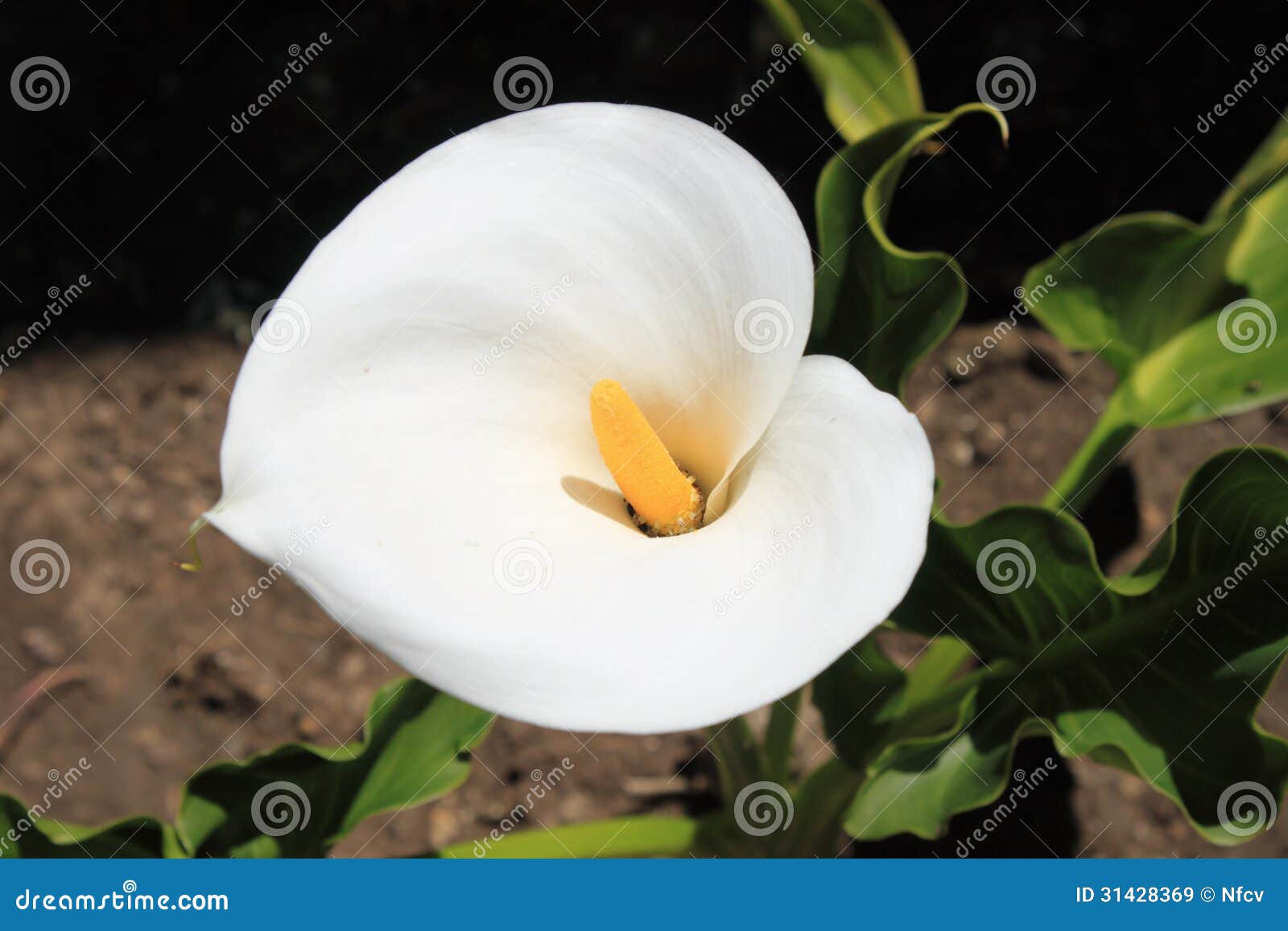 Calla-Lilie stockbild. Bild von nave, schön, lilie, pflanzen - 31428369