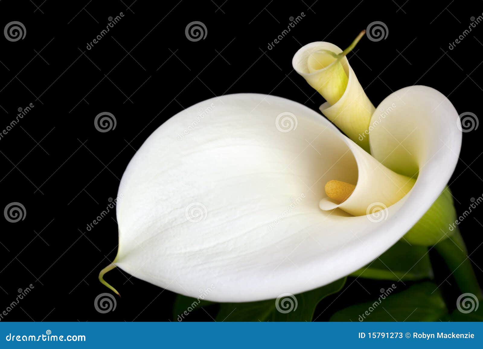 Calla-Lilien stockbild. Bild von fokus, blume, calla - 15791273