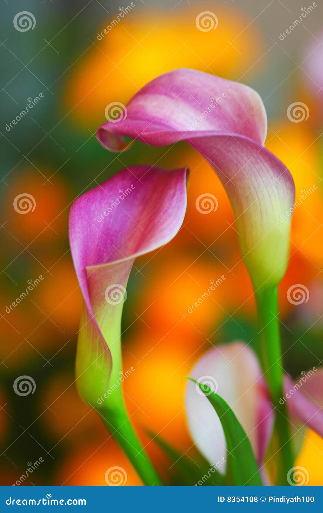 Calla-Lilien stockfoto. Bild von pflanzen, blühen, nave - 8354108