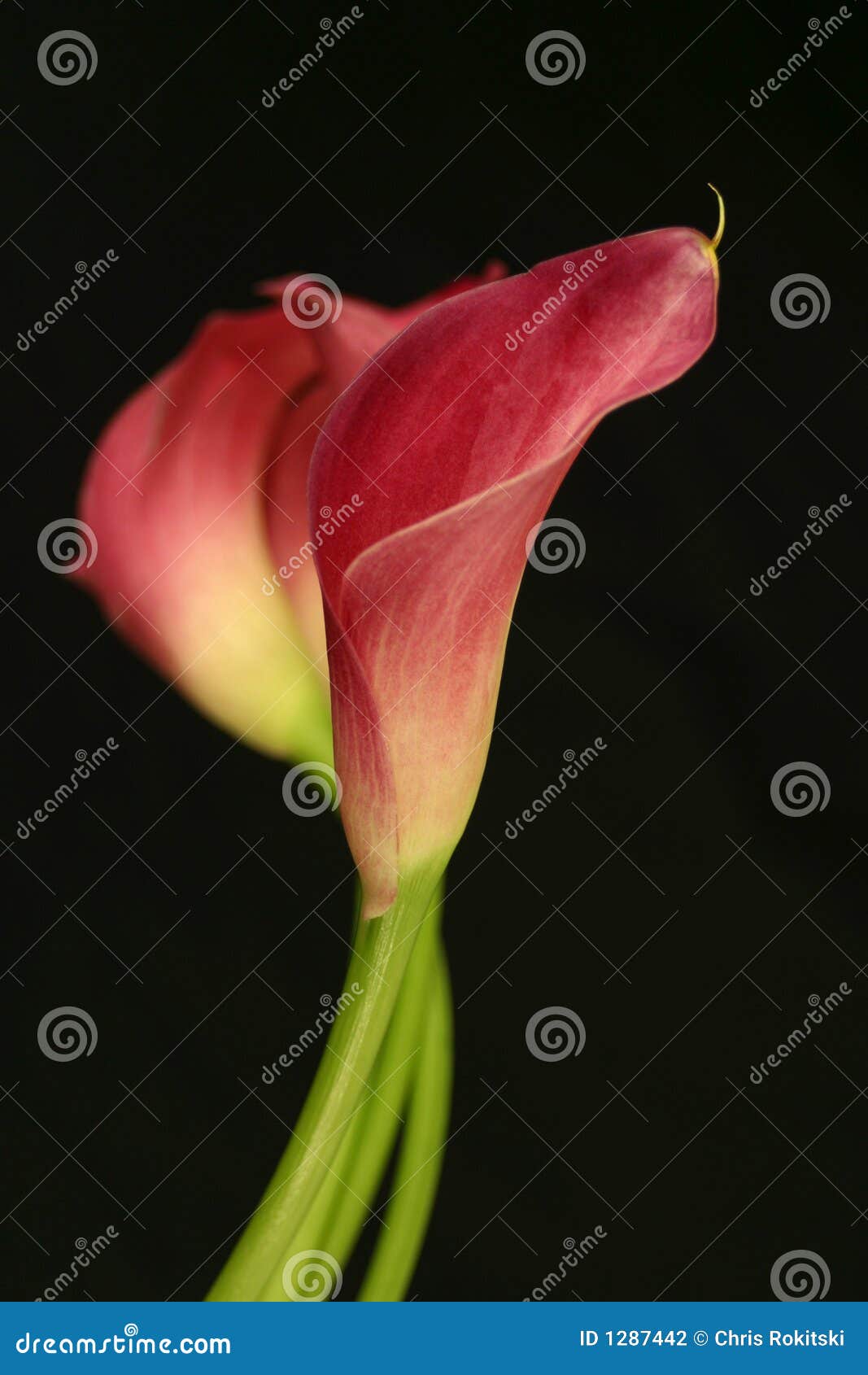 Calla-Lilien-Blume 033m stockfoto. Bild von kreisförmig - 1287442