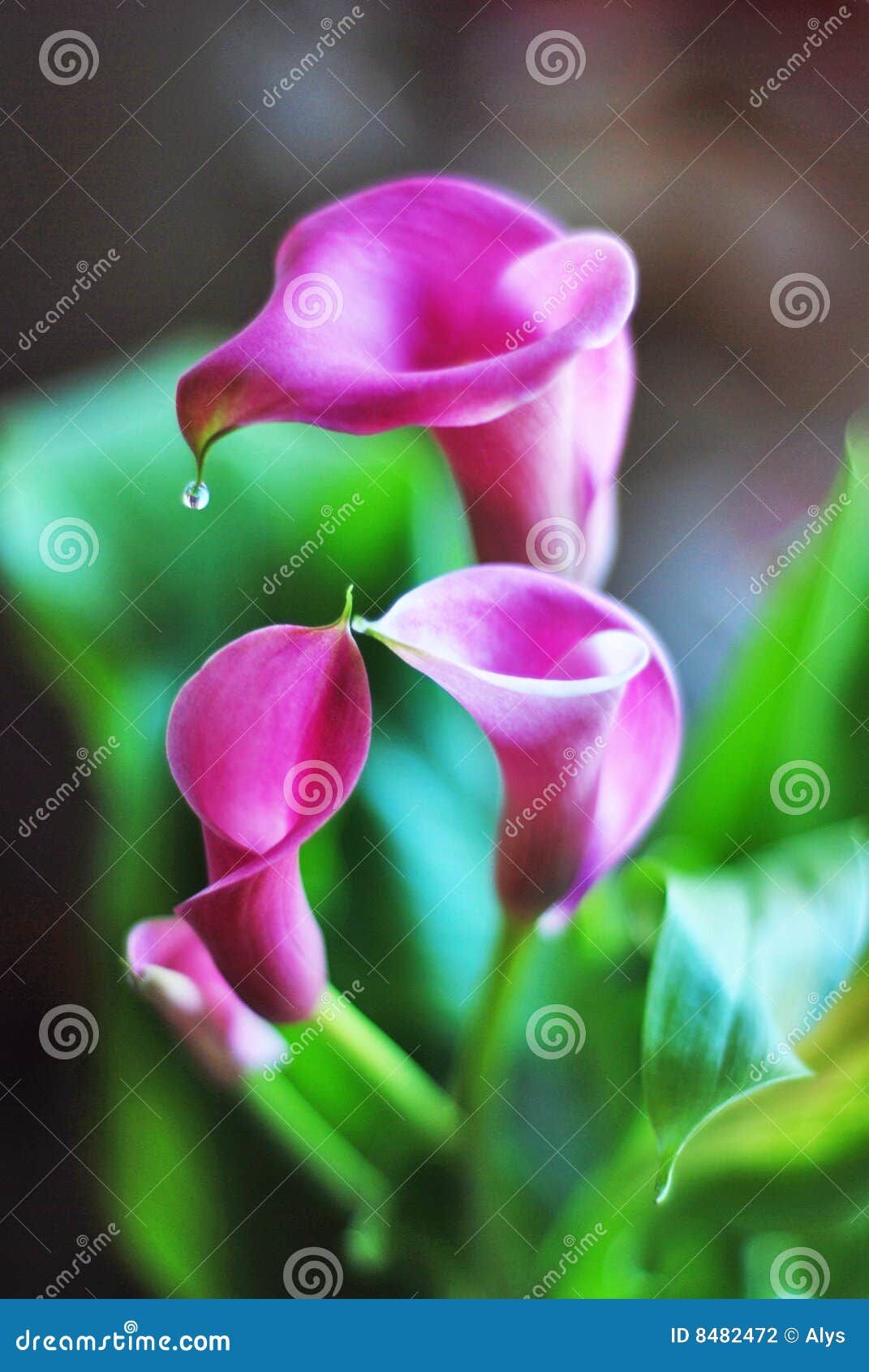 Calla Lilies In Glass Vase On Rose Background Royalty-Free Stock ...