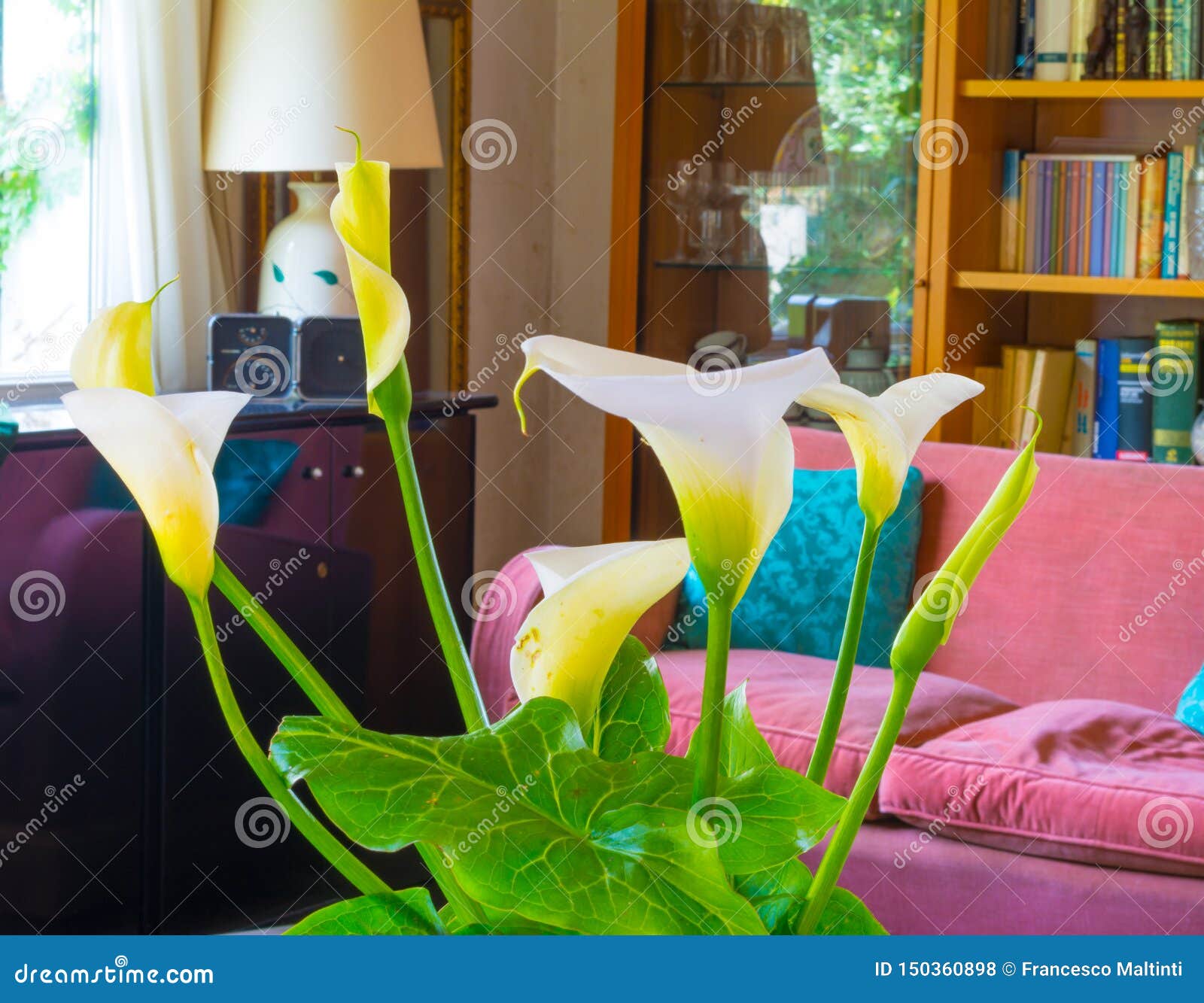 Calla Lilies in a Living Room Stock Photo - Image of room, flower ...