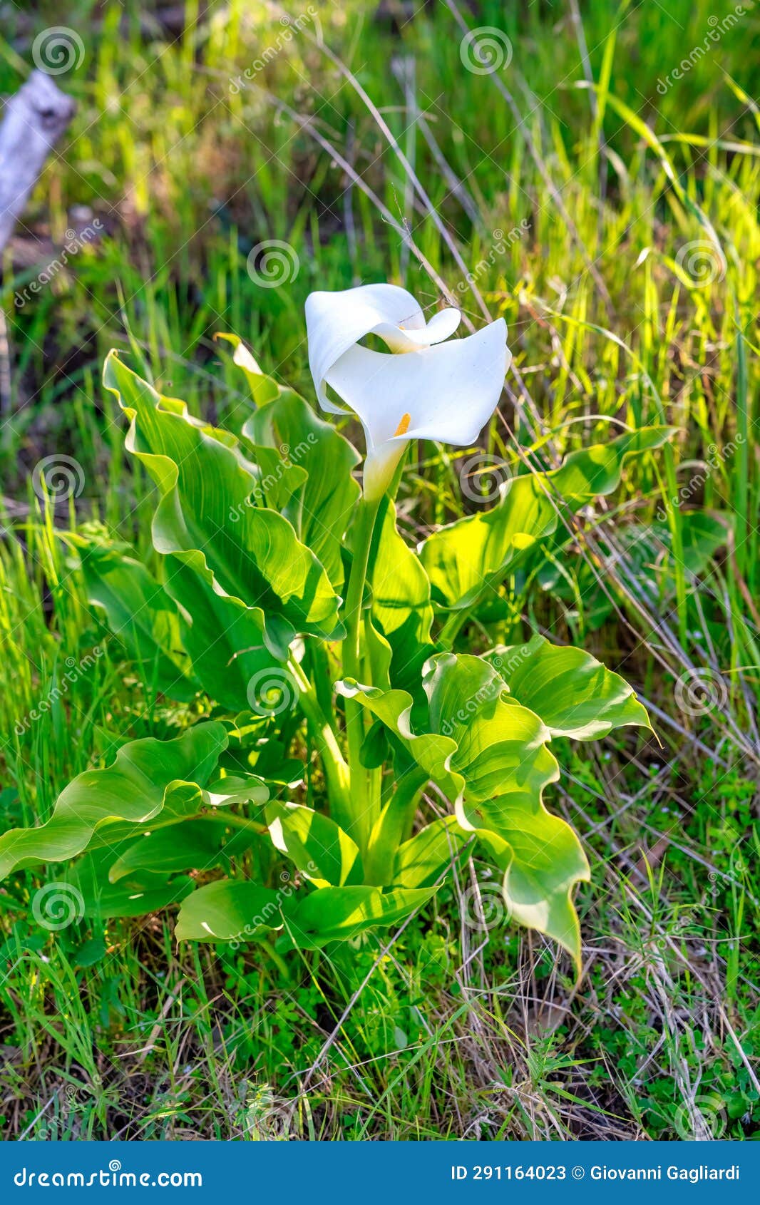 Calla Lilies on a Meadow, Western Australia Stock Image - Image of ...