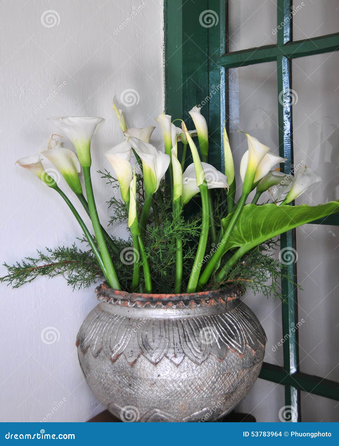 Calla lilies in a pot stock photo. Image of decor, greeting - 53783964