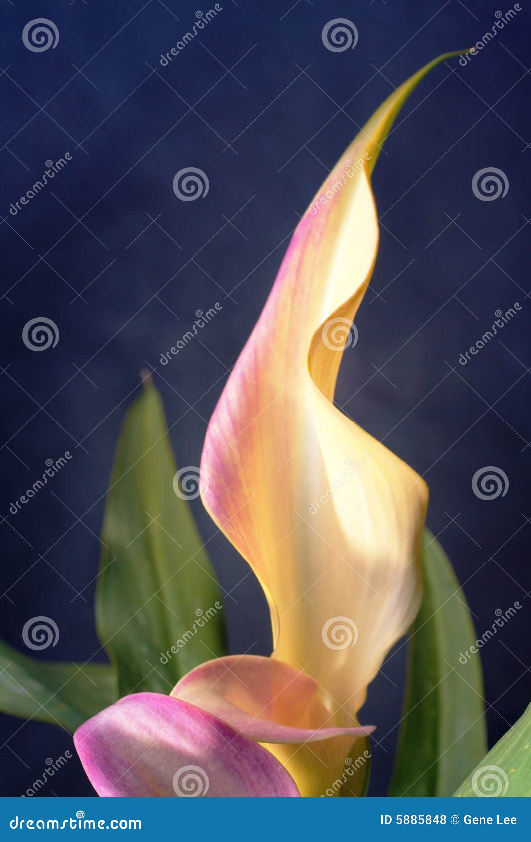Calla Lilly della lavanda fotografia stock. Immagine di fiore - 5885848