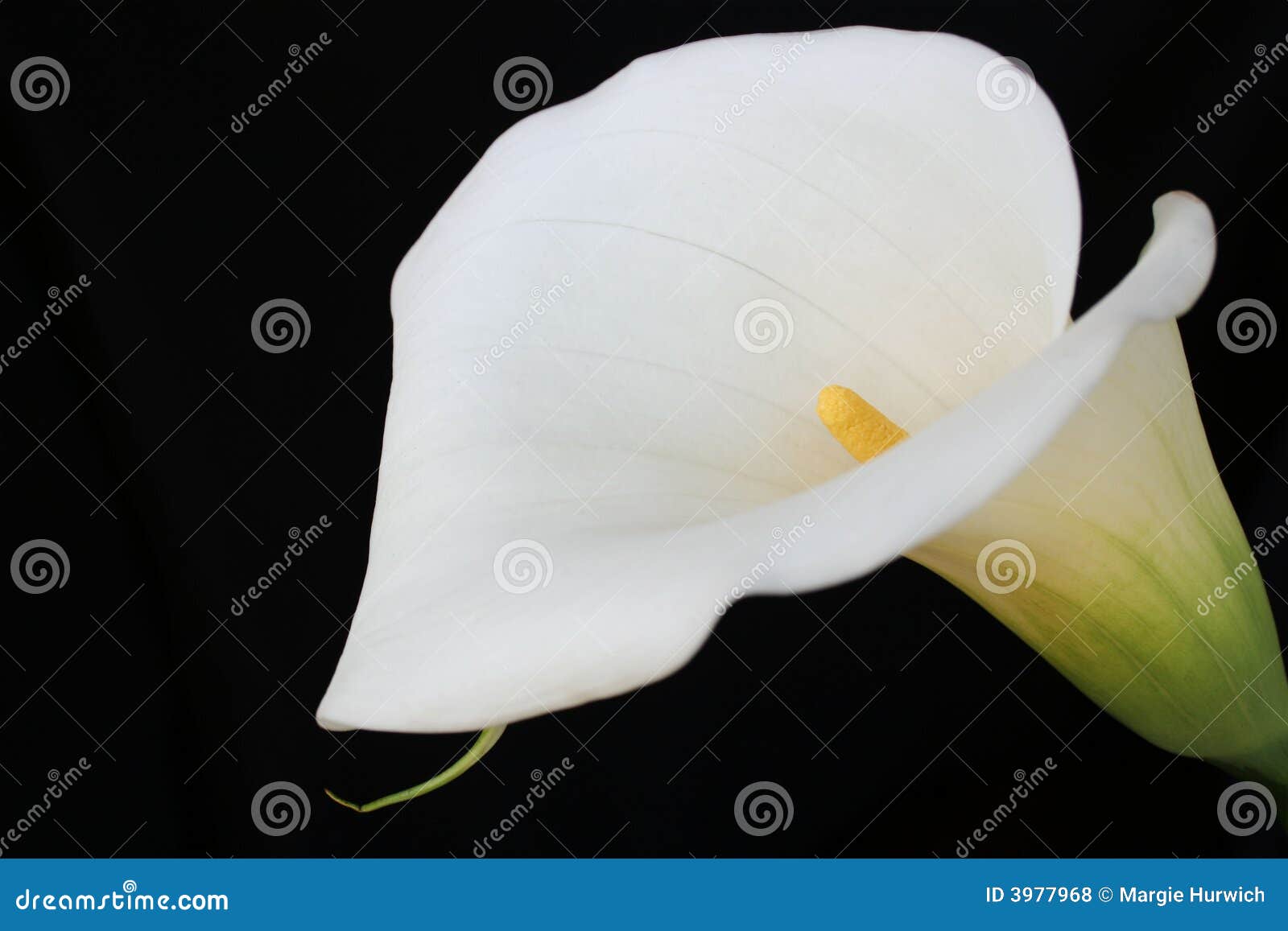 Calla Lily stock photo. Image of garden, flower, beauty - 3977968
