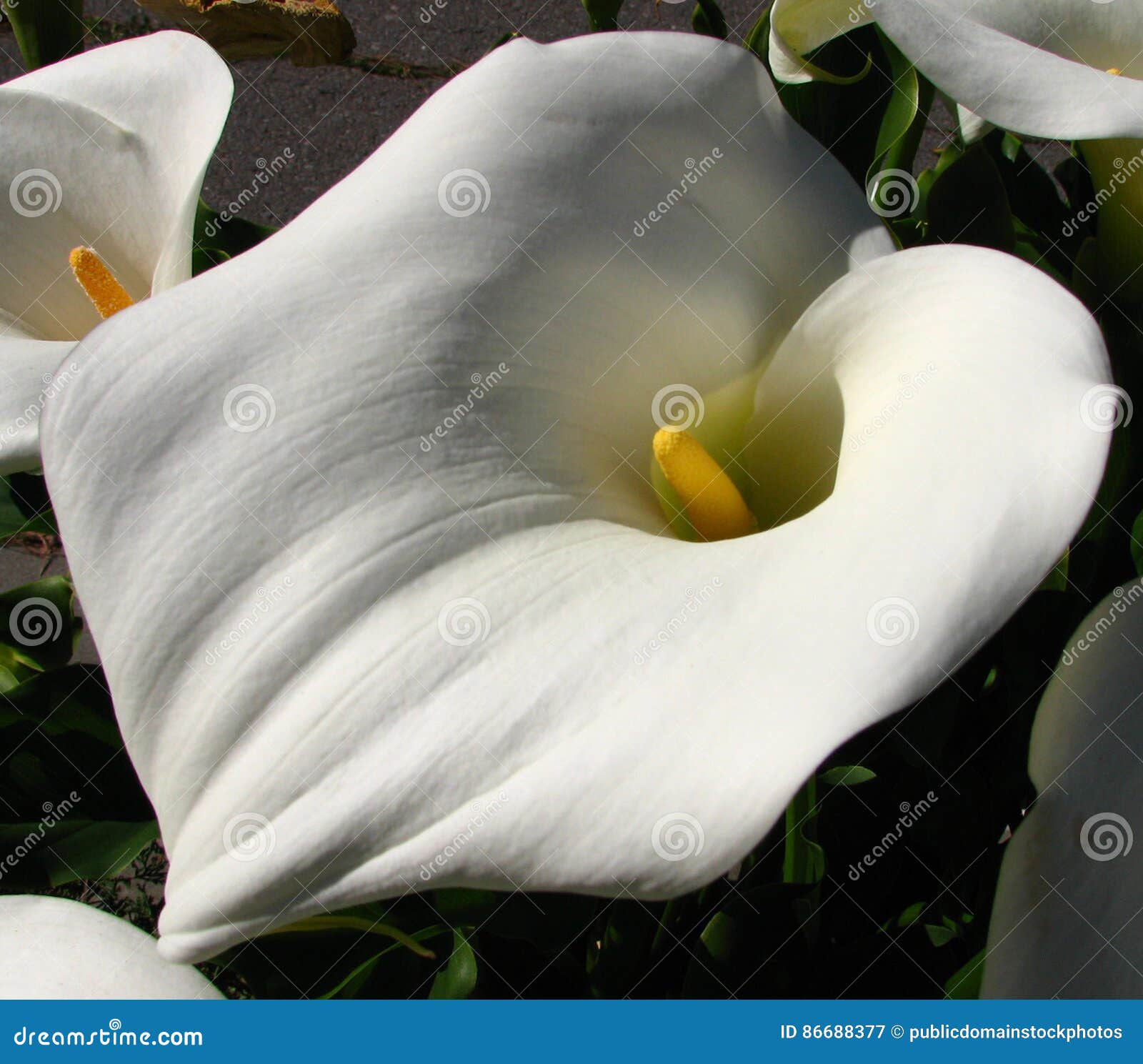 Calla Lily 2 Picture. Image: 86688377